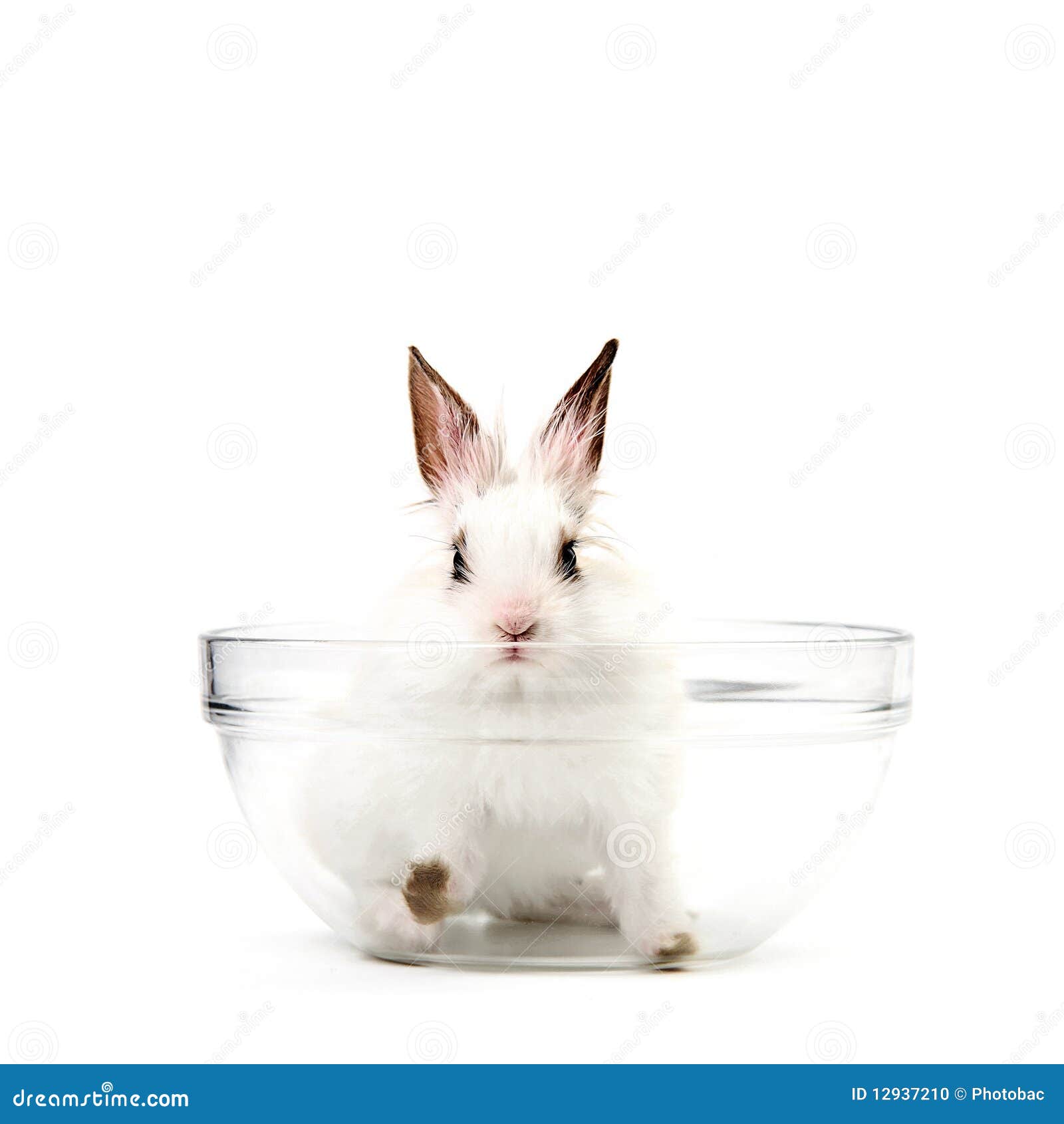 White Rabbit in Salad Bowl stock photo. Image of funny - 12937210