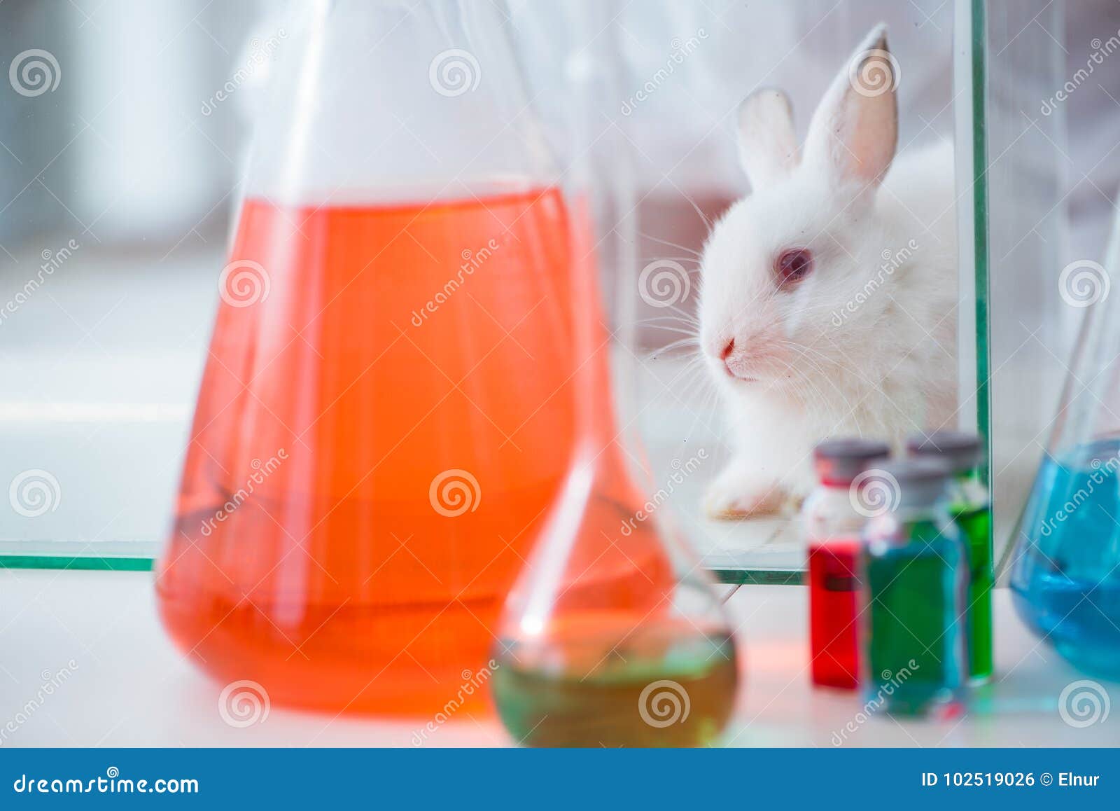 The White Rabbit in Scientific Lab Experiment Stock Photo - Image of ...