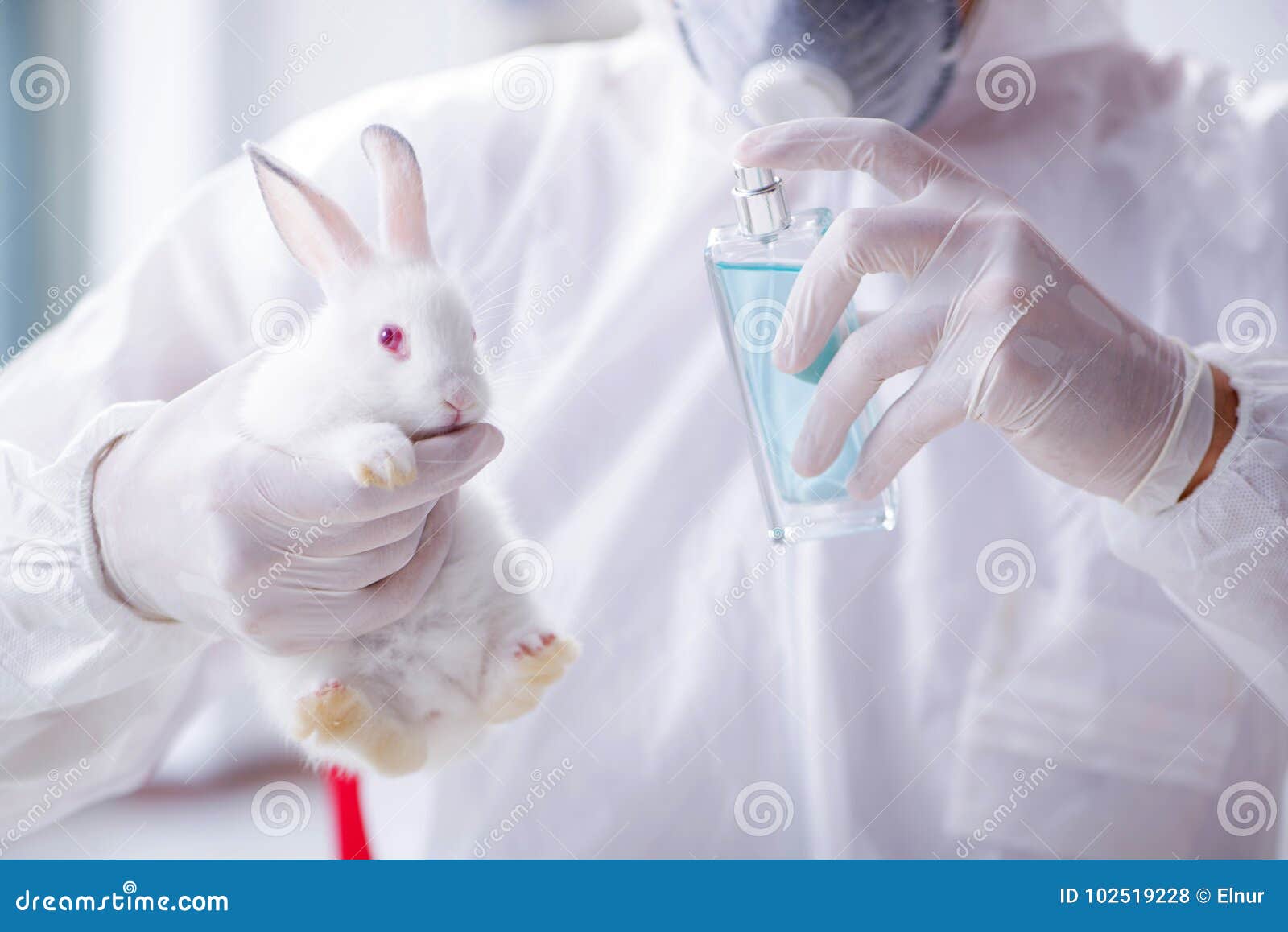The White Rabbit in Scientific Lab Experiment Stock Photo - Image of ...
