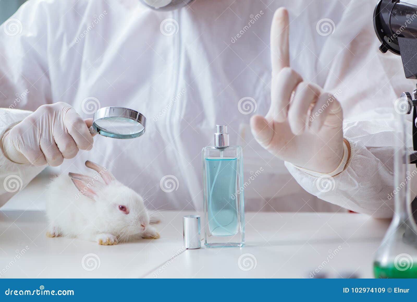 The White Rabbit in Scientific Lab Experiment Stock Image - Image of ...
