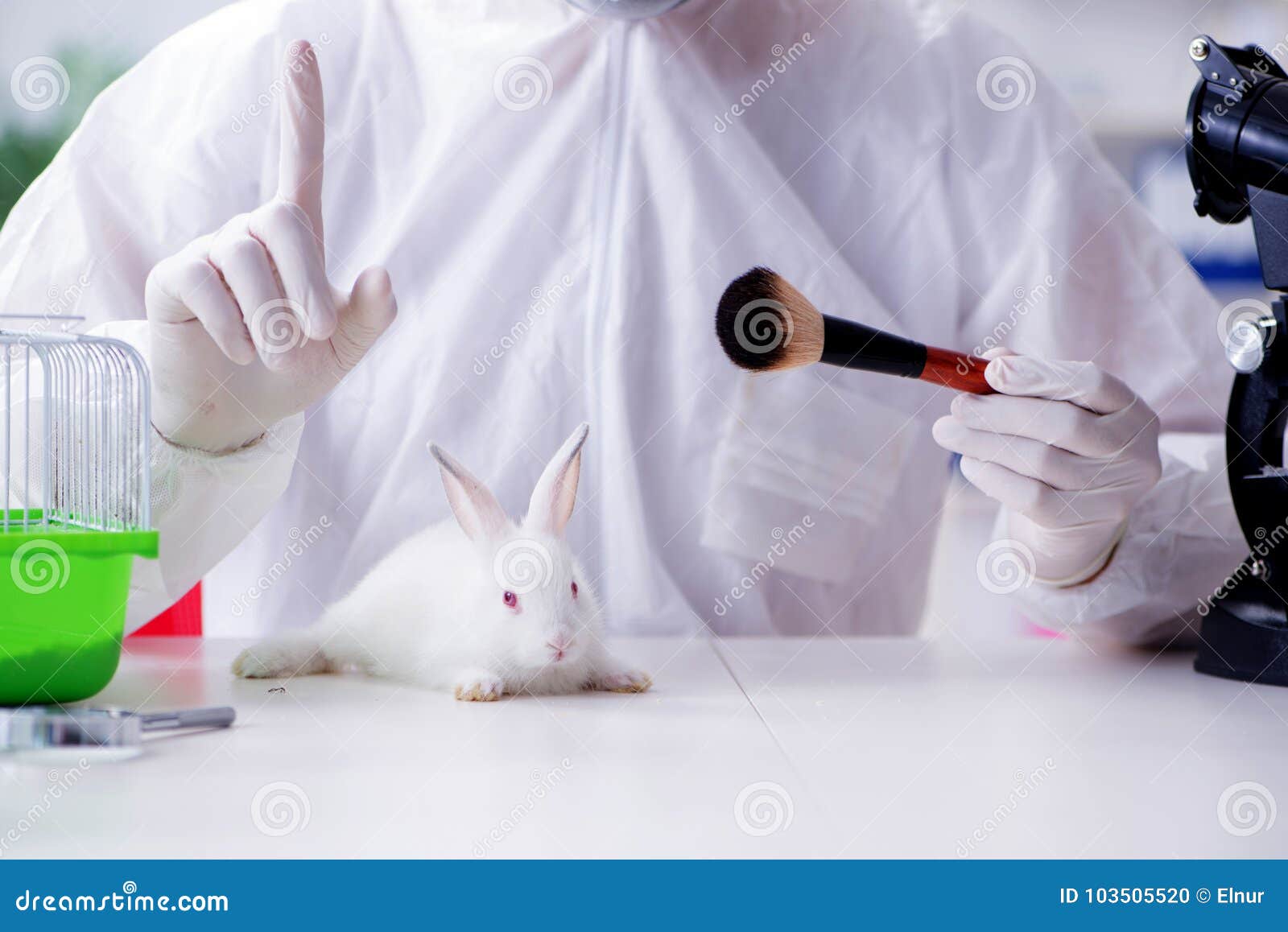 The White Rabbit in Scientific Lab Experiment Stock Photo - Image of ...