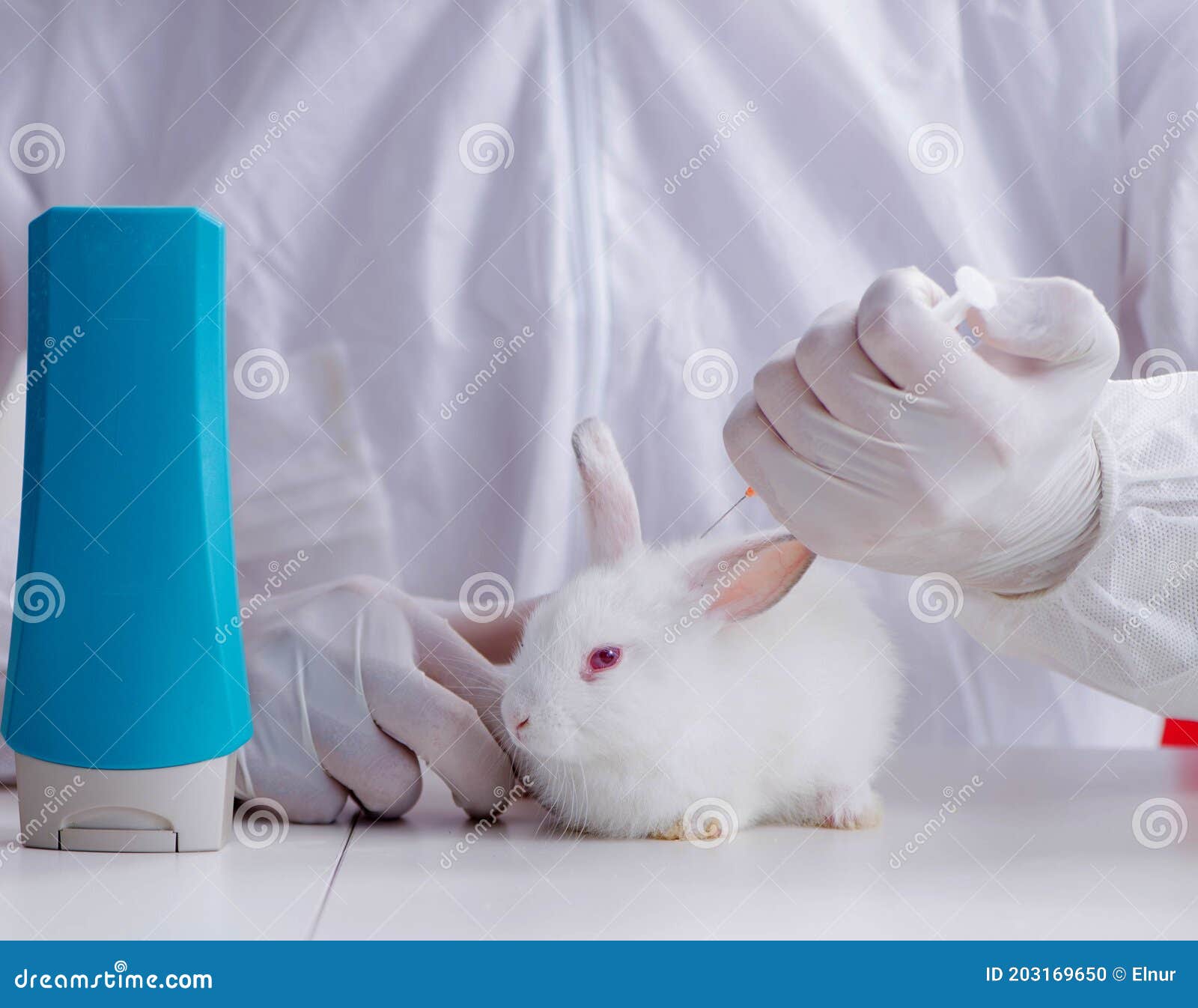 White Rabbit in Scientific Lab Experiment Stock Photo - Image of ...