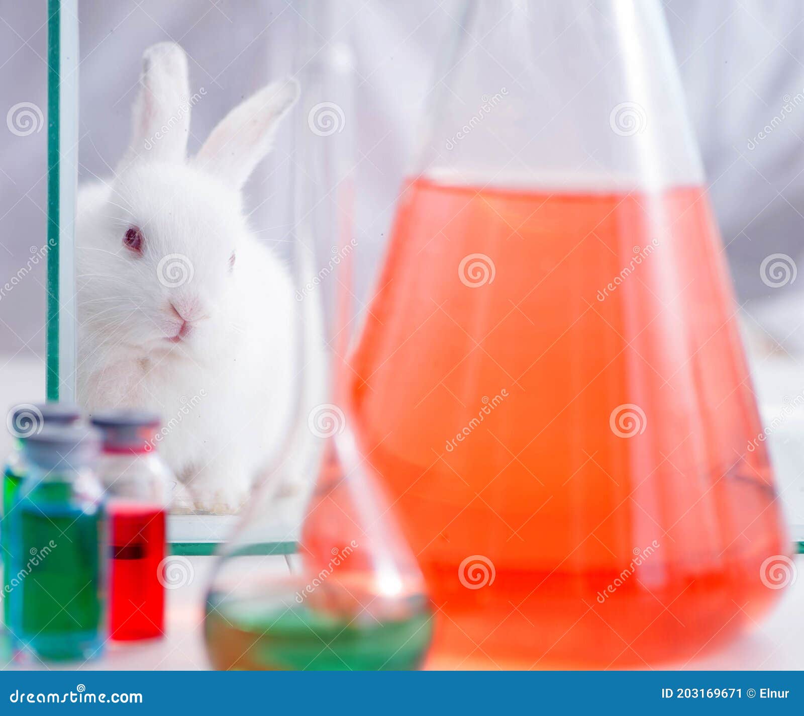 White Rabbit in Scientific Lab Experiment Stock Image - Image of ...