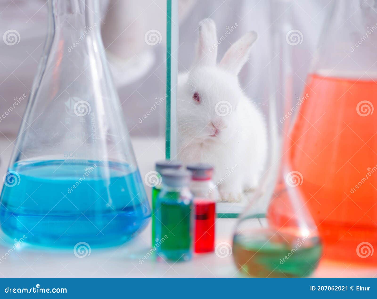 White Rabbit in Scientific Lab Experiment Stock Image - Image of hare ...