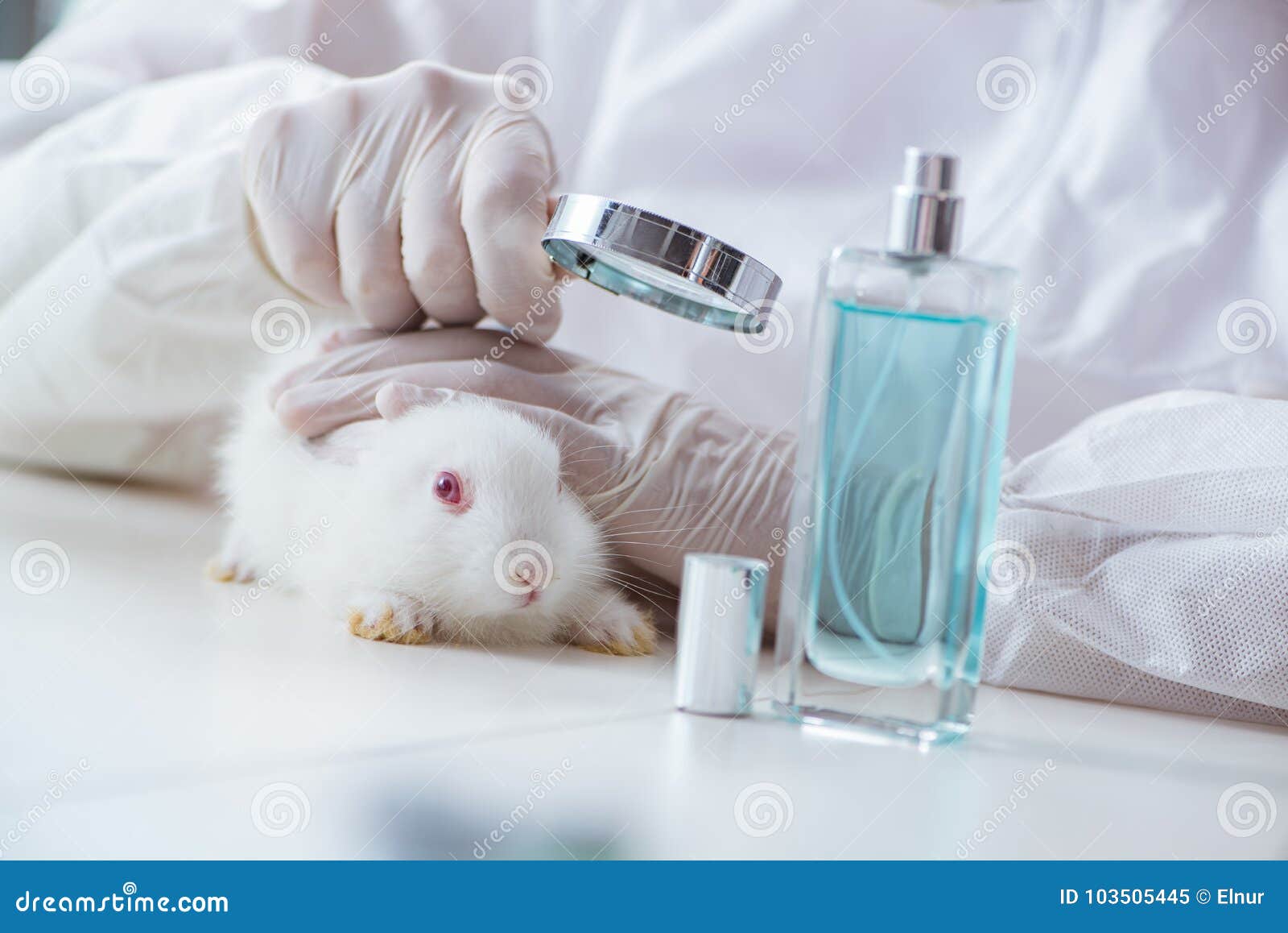 The White Rabbit in Scientific Lab Experiment Stock Image - Image of ...