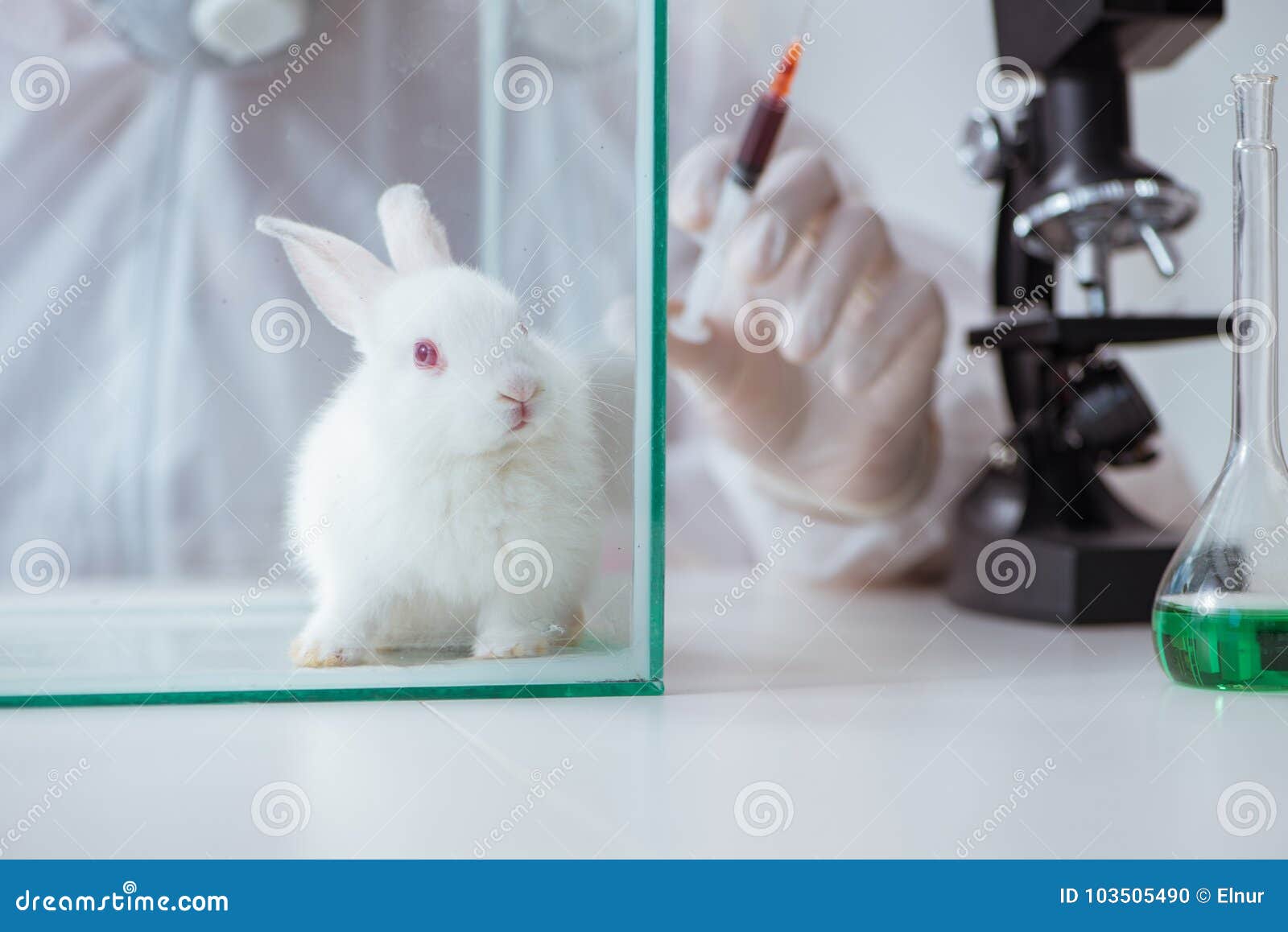 The White Rabbit in Scientific Lab Experiment Stock Photo - Image of ...
