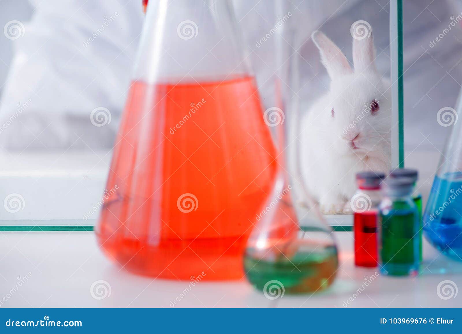 The White Rabbit in Scientific Lab Experiment Stock Photo - Image of ...