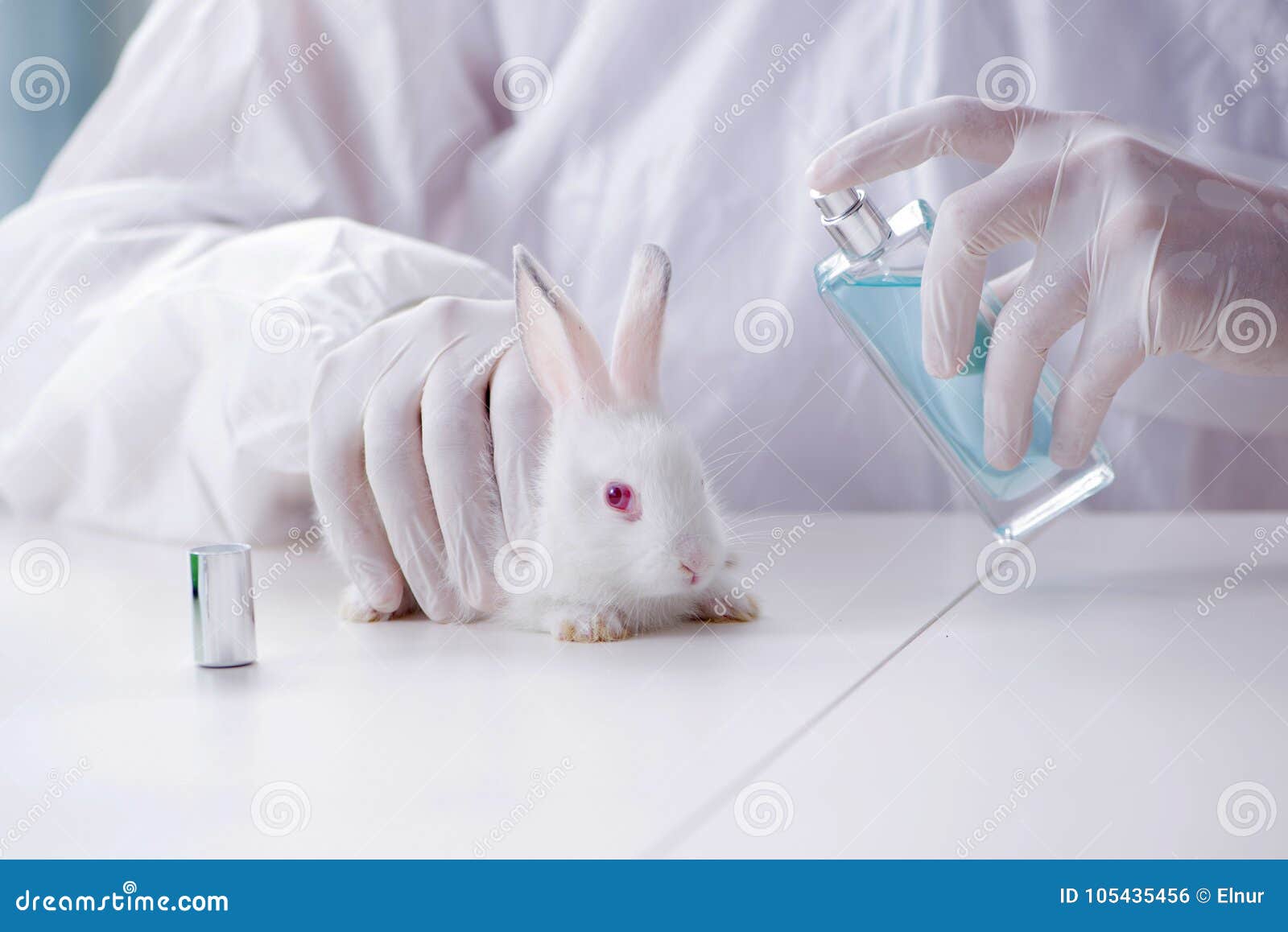 The White Rabbit in Scientific Lab Experiment Stock Photo - Image of ...