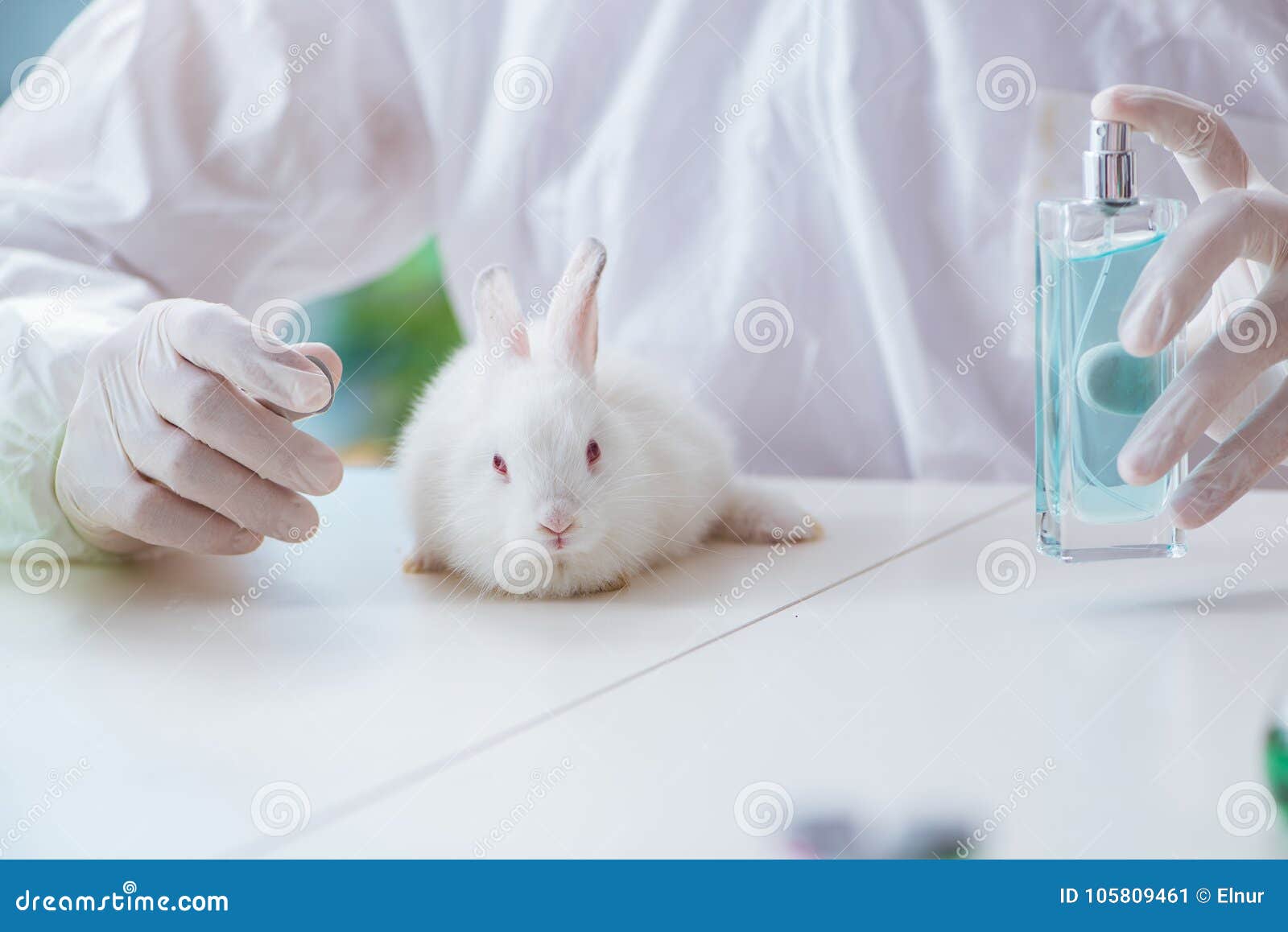 The White Rabbit in Scientific Lab Experiment Stock Image - Image of ...