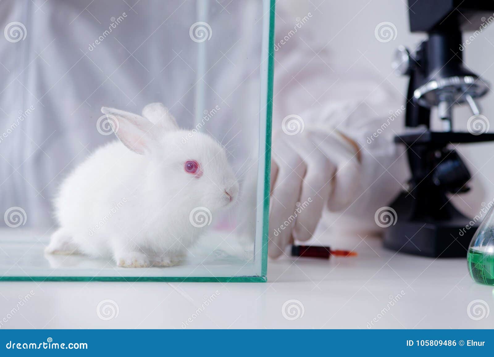 The White Rabbit in Scientific Lab Experiment Stock Photo - Image of ...