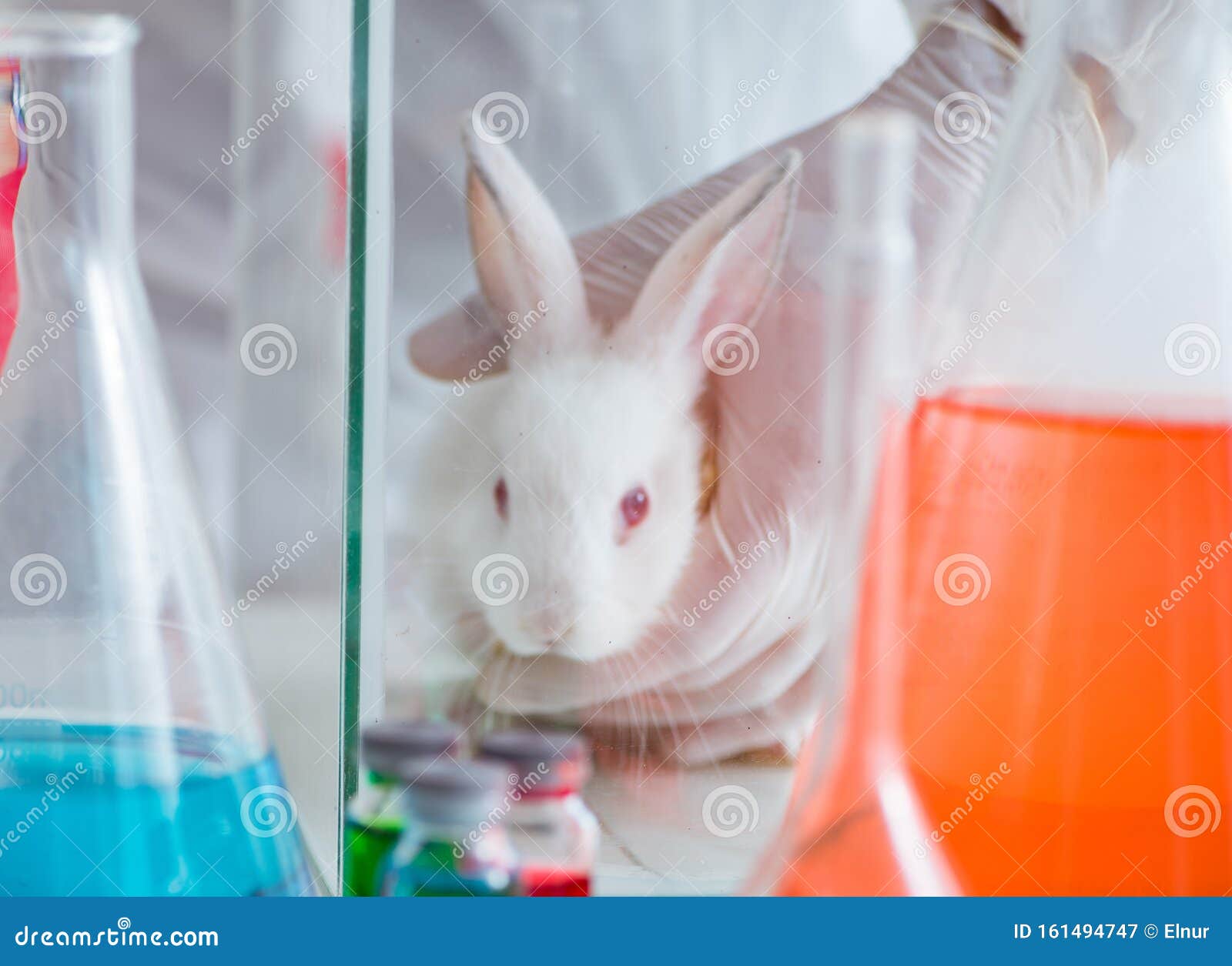 White Rabbit in Scientific Lab Experiment Stock Image - Image of hare ...