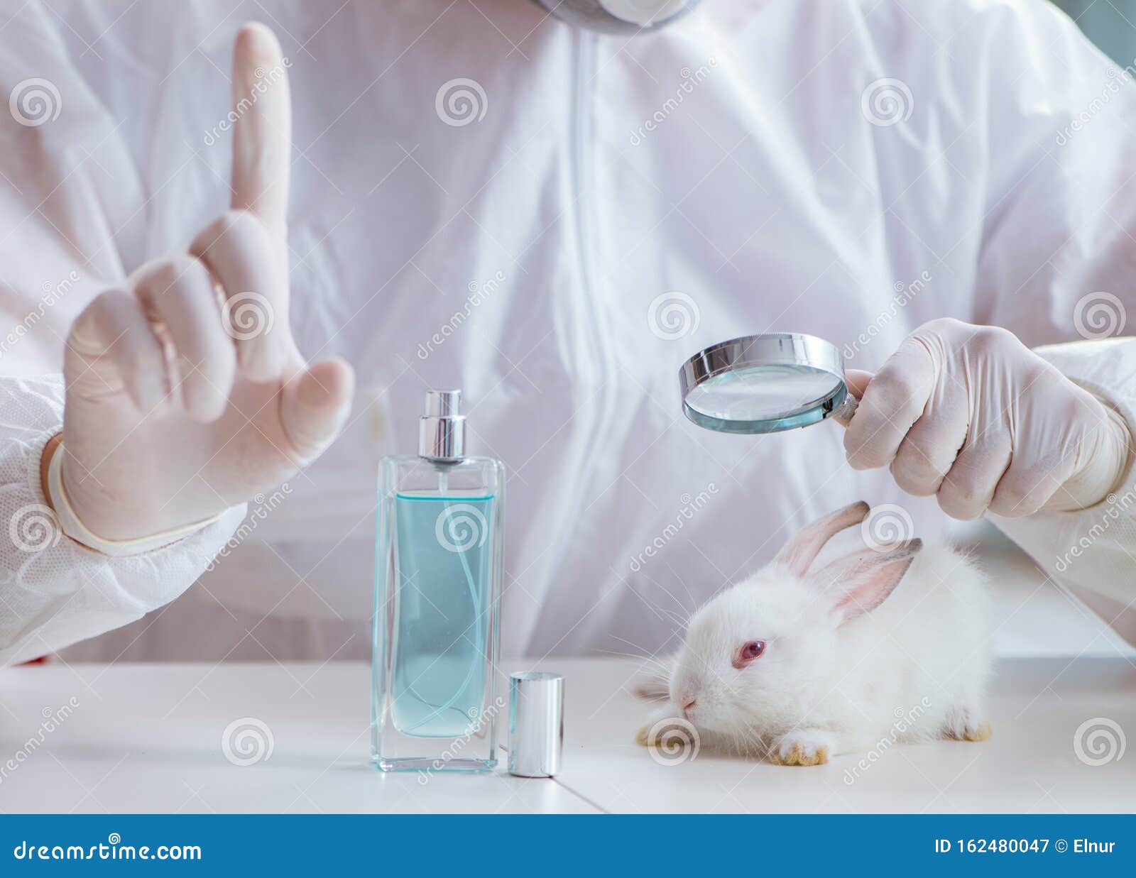 White Rabbit in Scientific Lab Experiment Stock Image - Image of ...