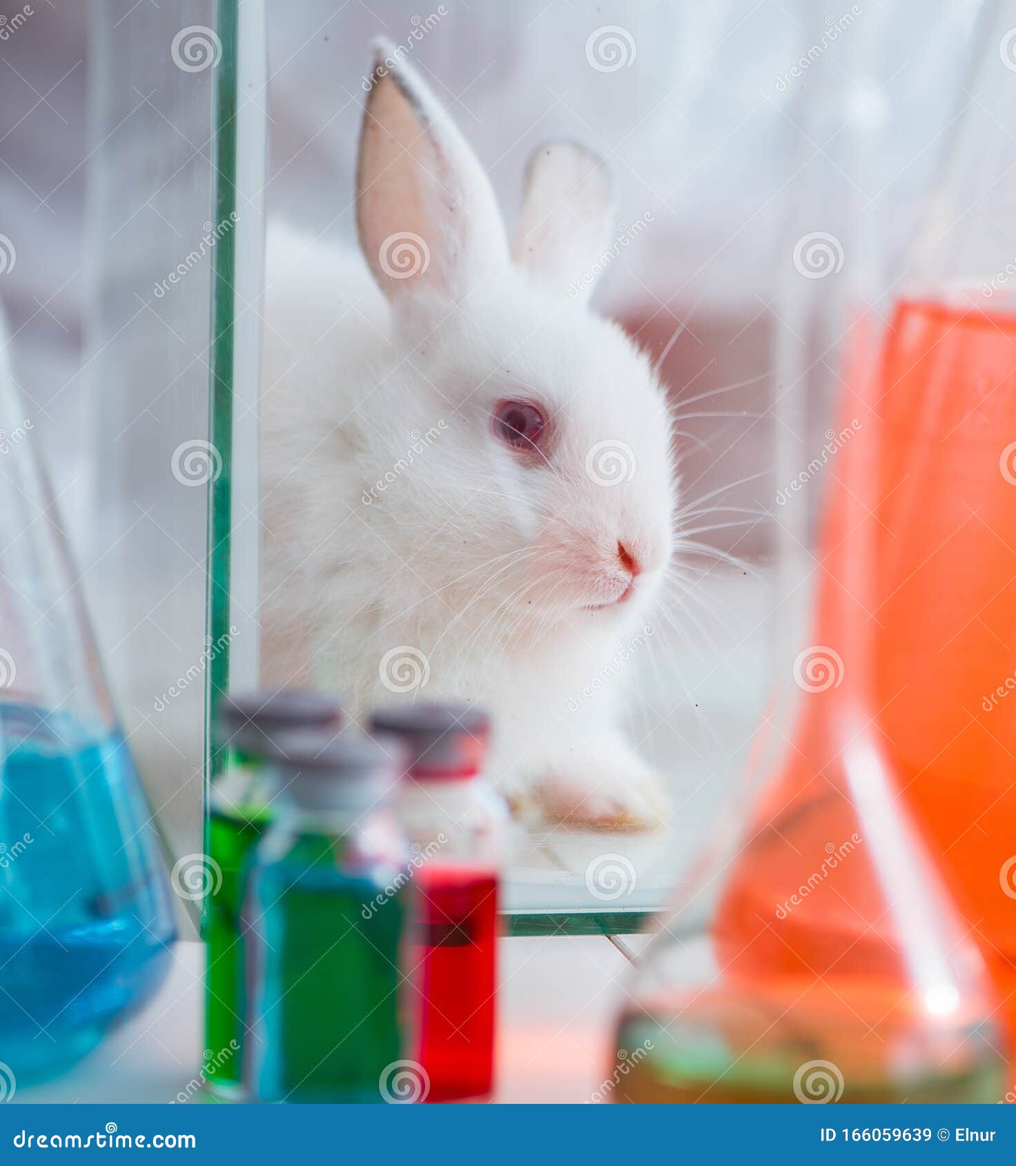 White Rabbit in Scientific Lab Experiment Stock Image - Image of ...