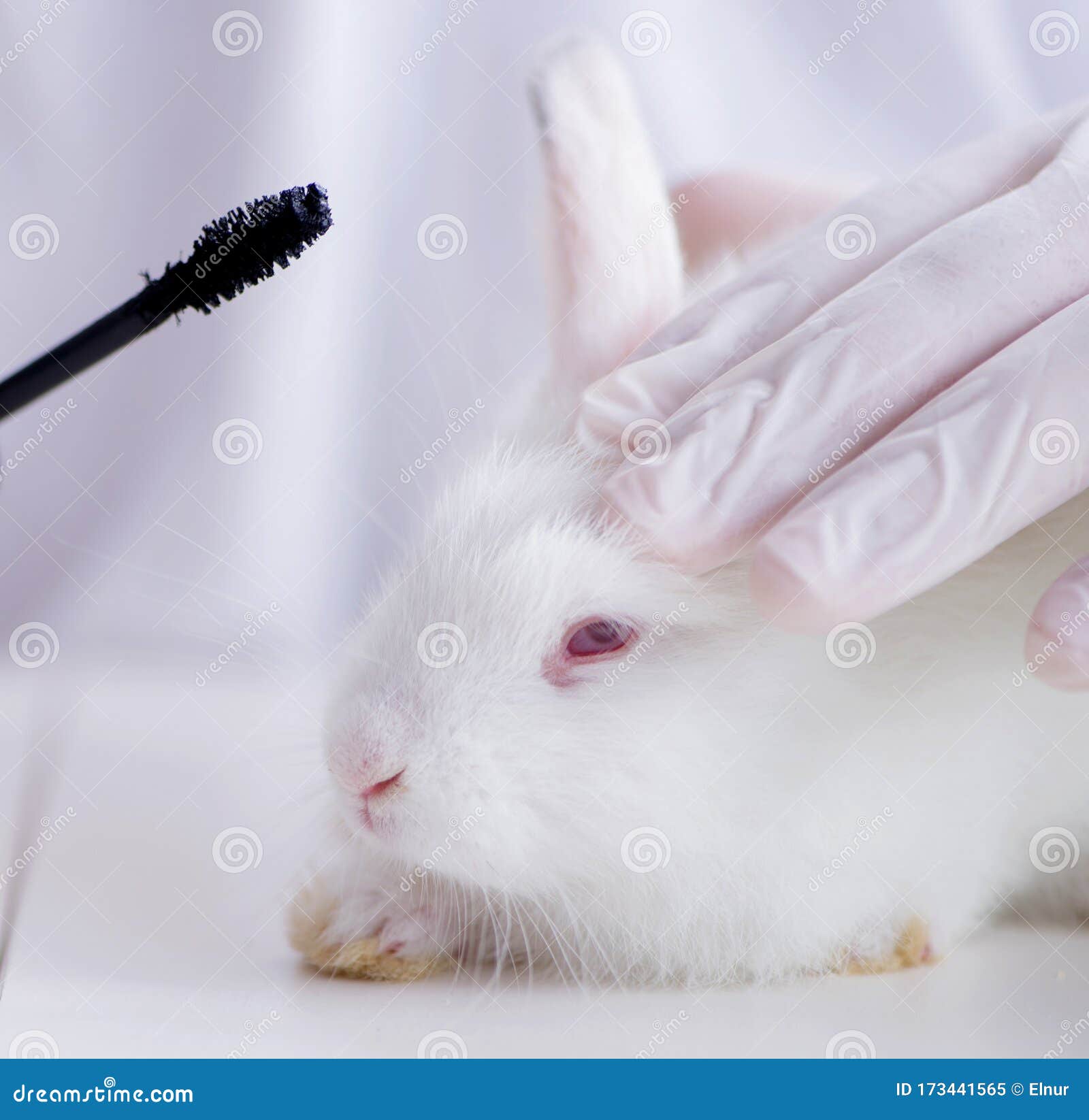 White Rabbit in Scientific Lab Experiment Stock Image - Image of ...