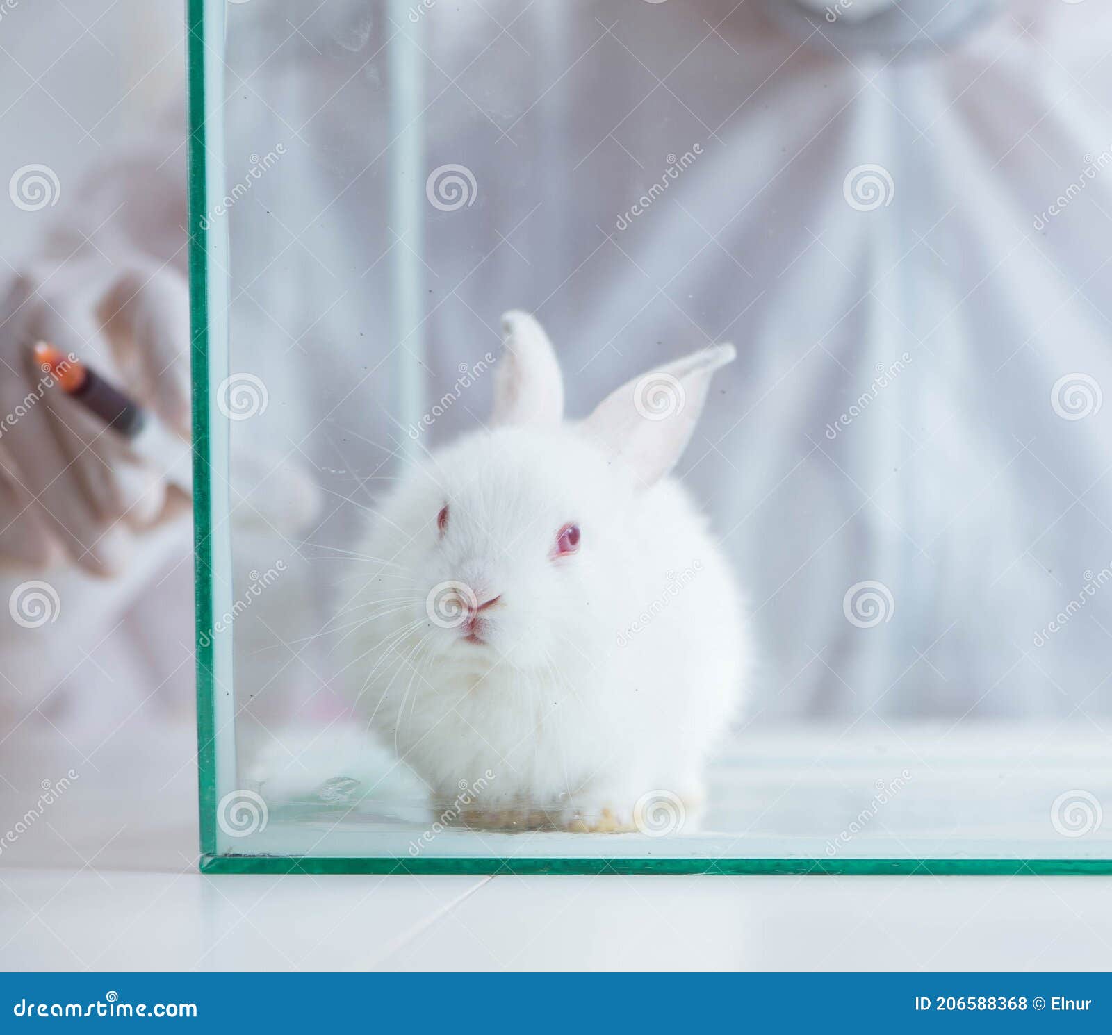 White Rabbit in Scientific Lab Experiment Stock Photo - Image of bunny ...
