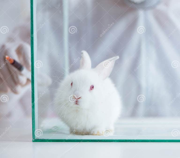 White Rabbit in Scientific Lab Experiment Stock Photo - Image of bunny ...