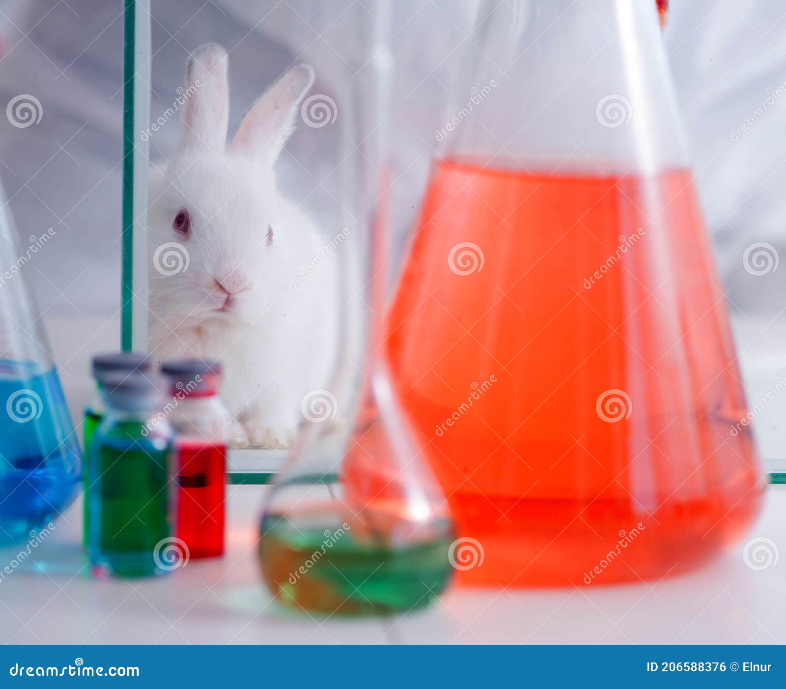 White Rabbit in Scientific Lab Experiment Stock Photo - Image of ...