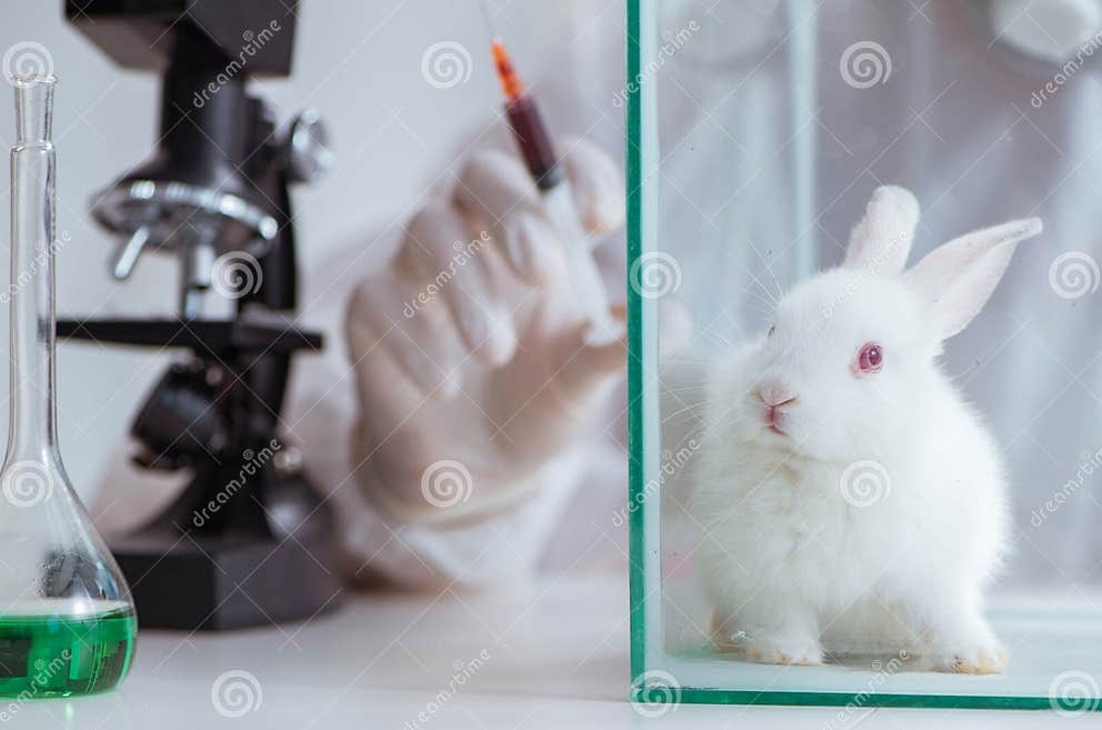White Rabbit in Scientific Lab Experiment Stock Photo - Image of rights ...