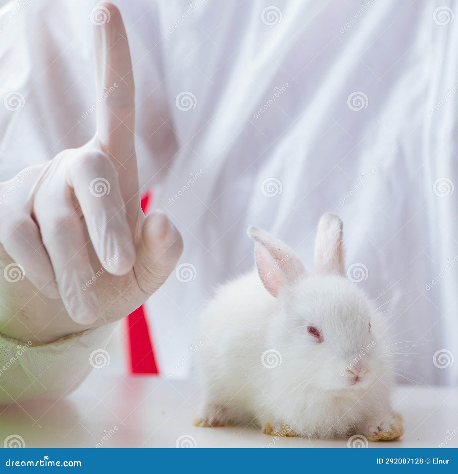 White Rabbit in Scientific Lab Experiment Stock Photo - Image of clinic ...