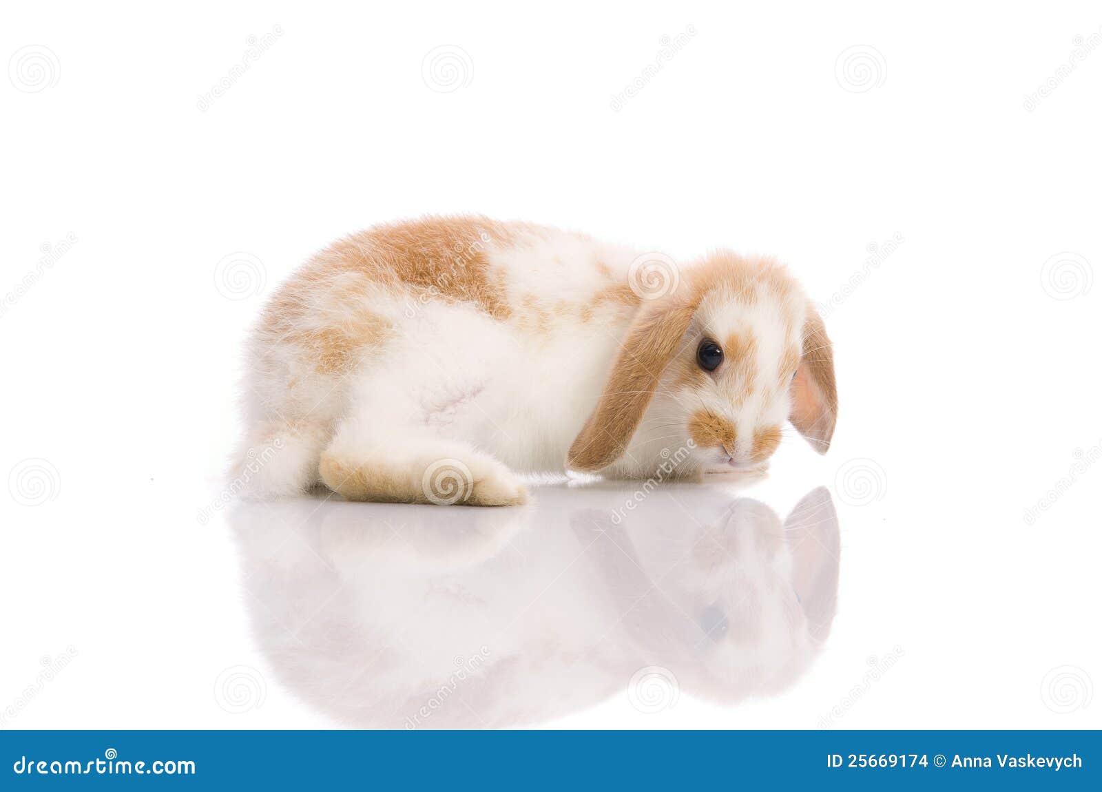 White Rabbit,shoot in the Studio Stock Photo - Image of rabbit, fluff ...