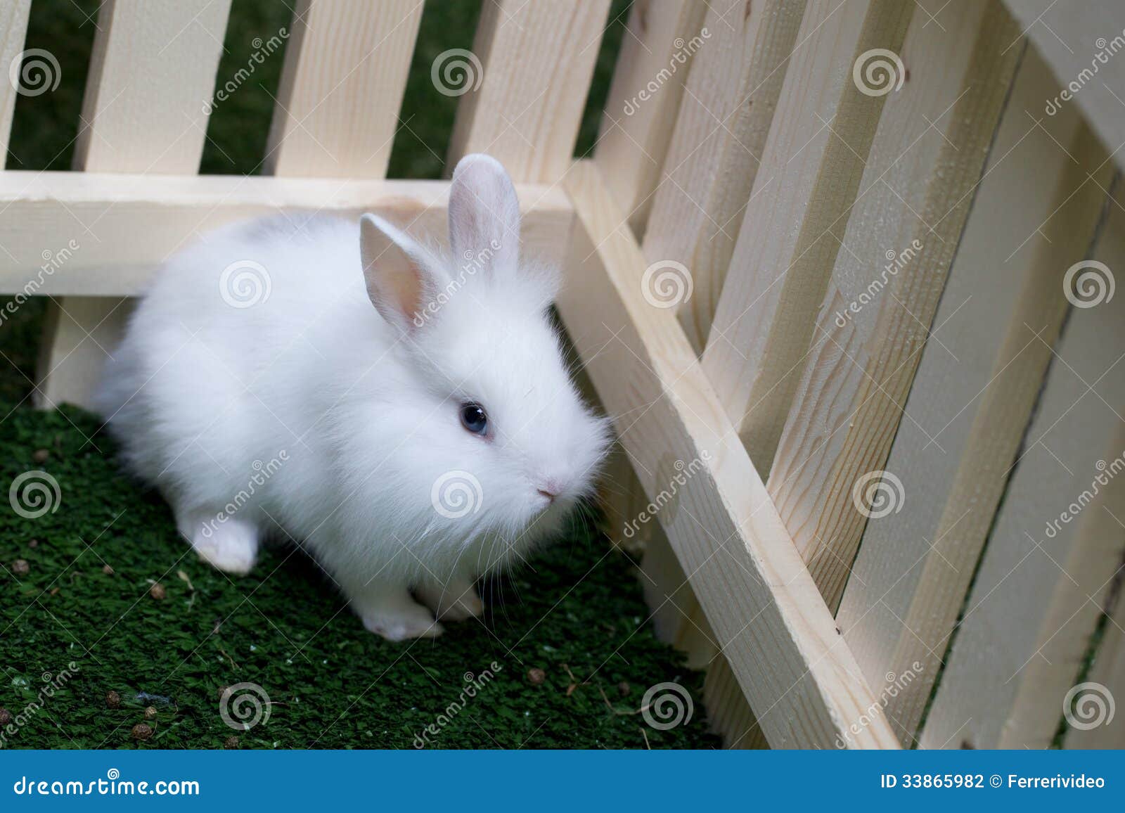 White rabbit stock photo. Image of pets, cute, mammal - 33865982