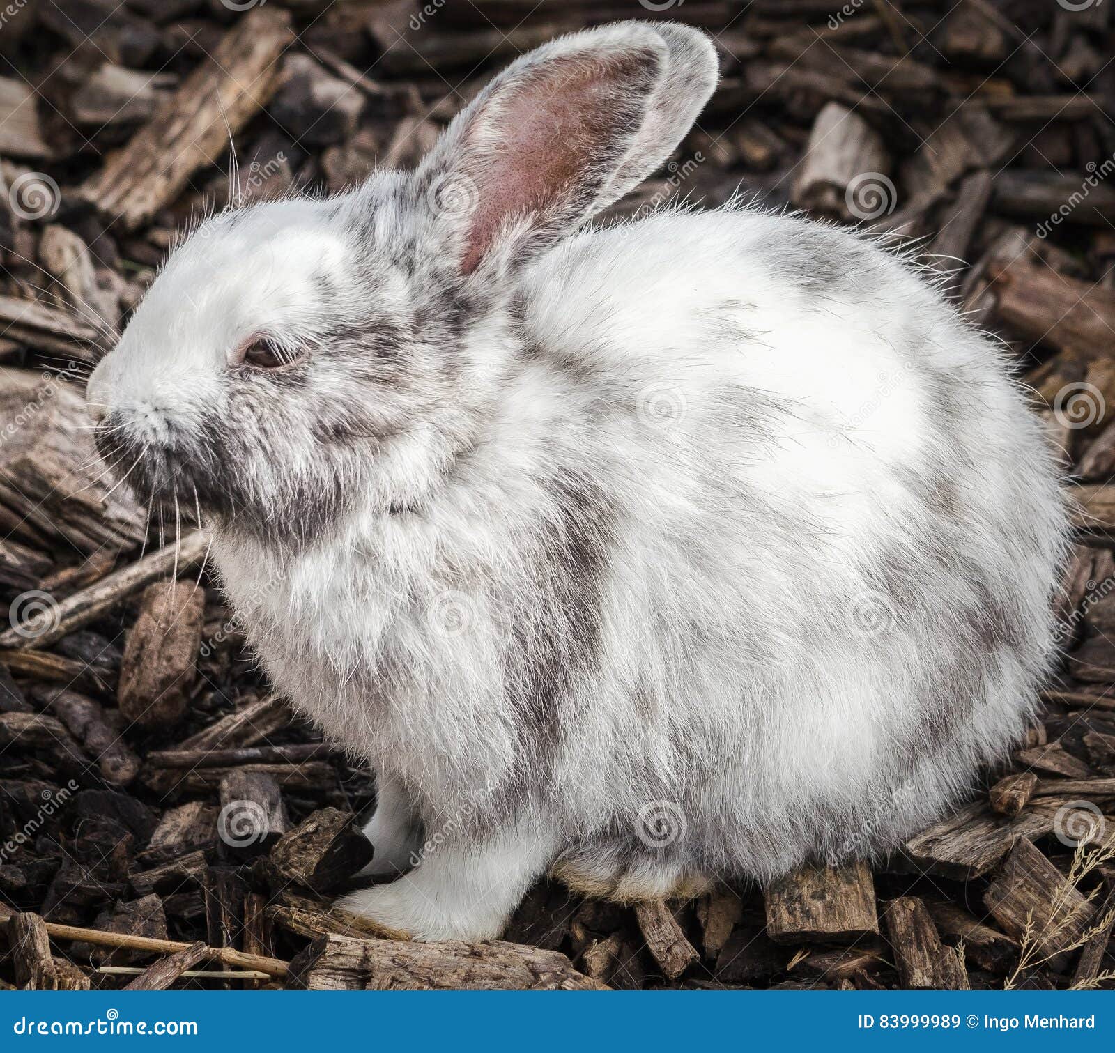 White rabbit stock image. Image of adorable, view, rabbit - 83999989