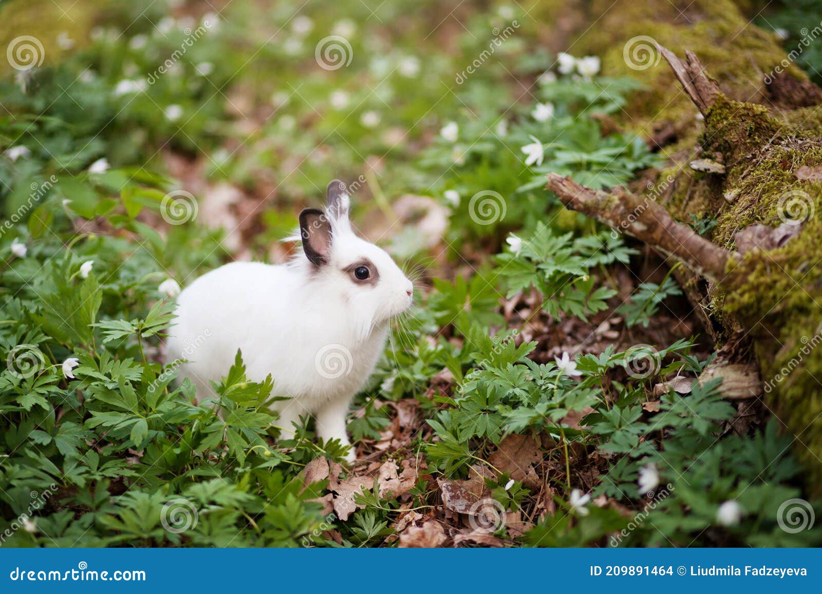 White Rabbit Siting in the Spring Forest. Easter Time Stock Photo ...