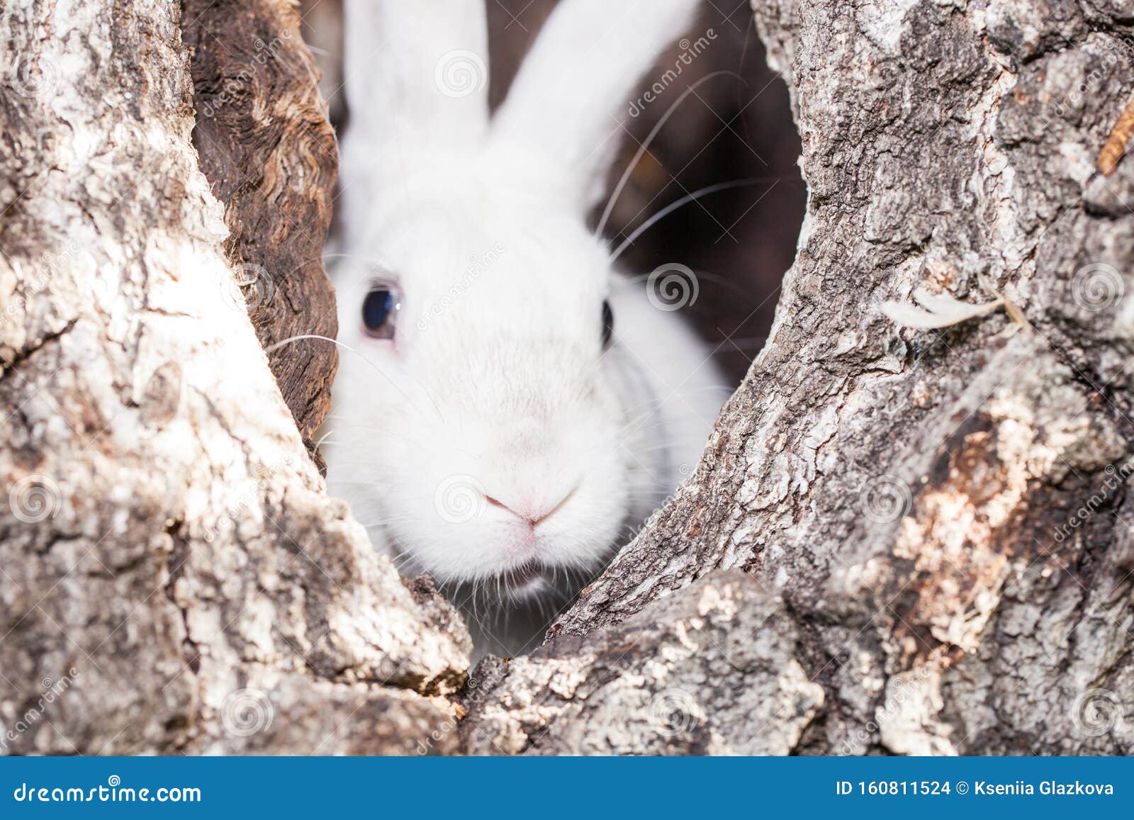 A White Rabbit Sits in a Hollow. a Hare is Hiding in a Tree Stock Photo ...