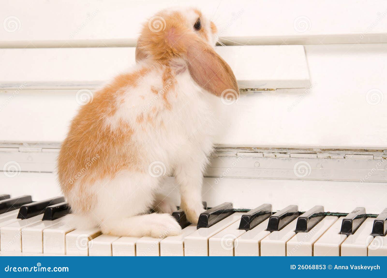 White Rabbit Sits on the Piano Keys Stock Image - Image of color ...