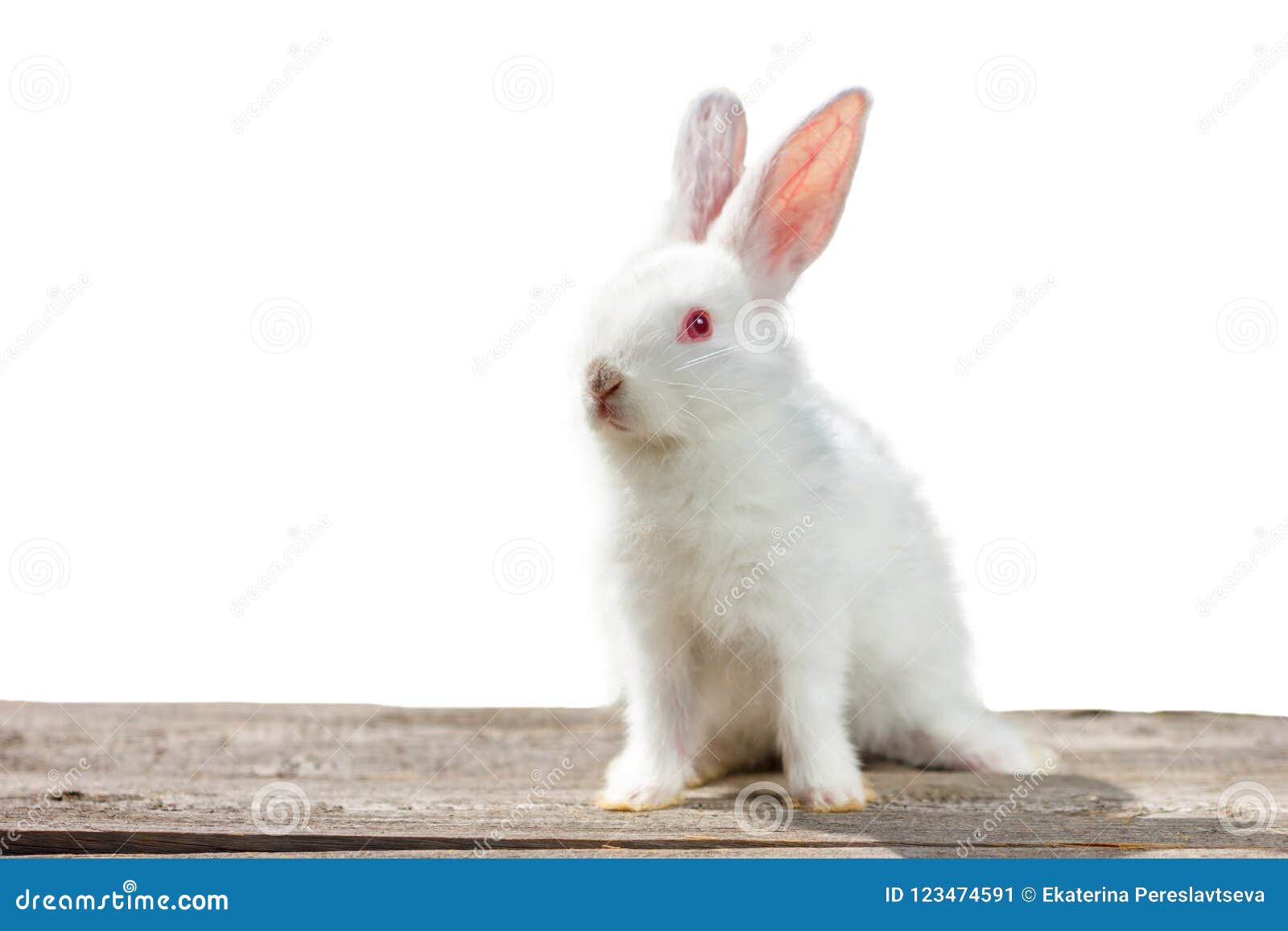 White Rabbit Sits on a White Background Isolation Stock Image - Image ...