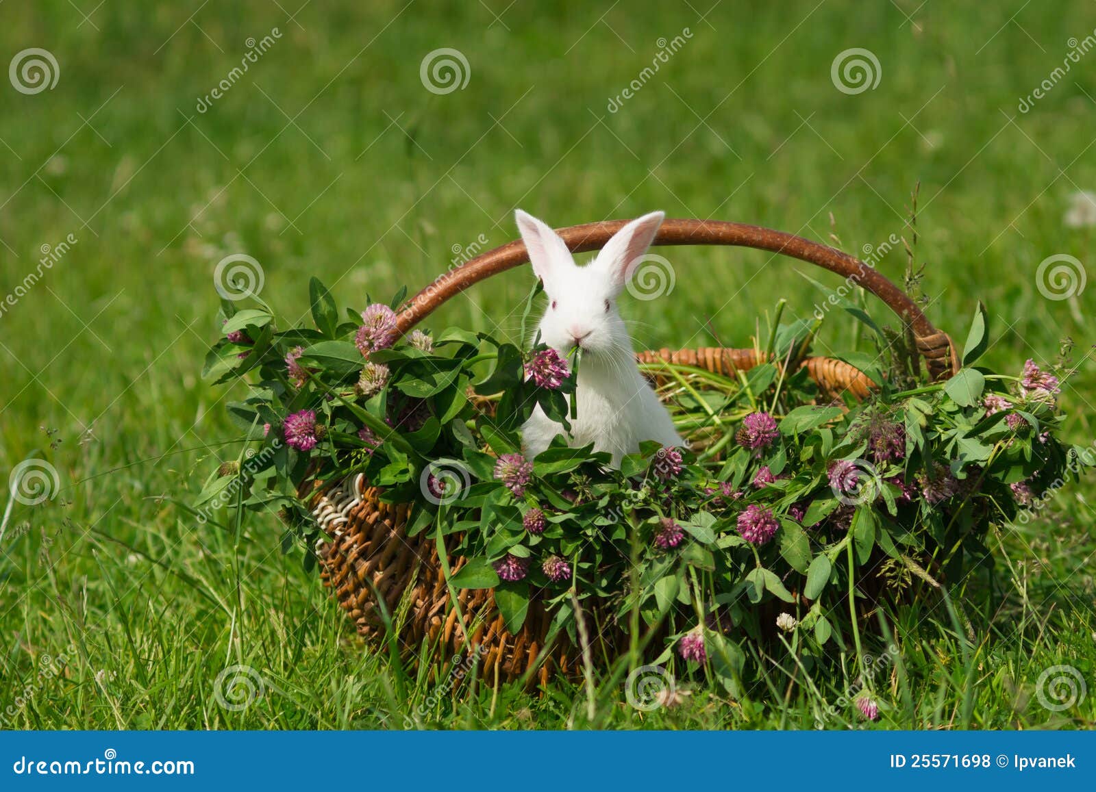White Rabbit Sitting in the Basket Stock Photo - Image of ears, grass ...