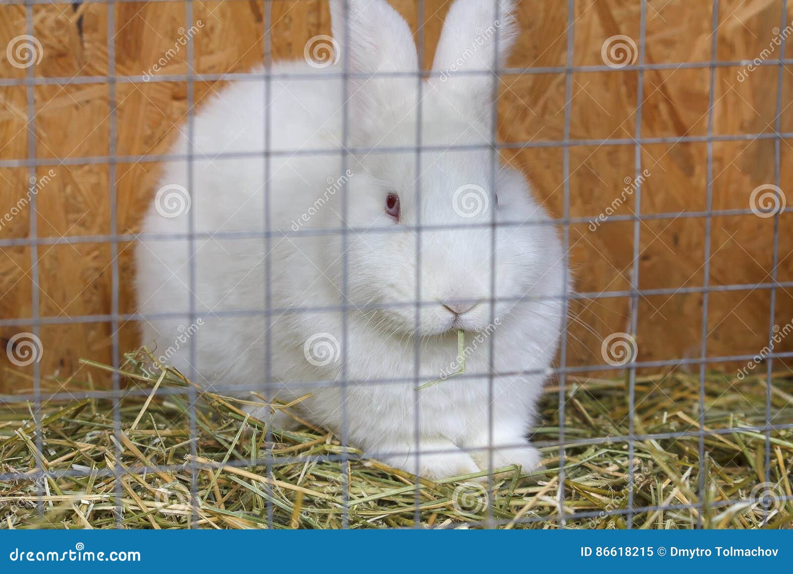 White Rabbit Sitting in a Cage Stock Image - Image of domestic ...