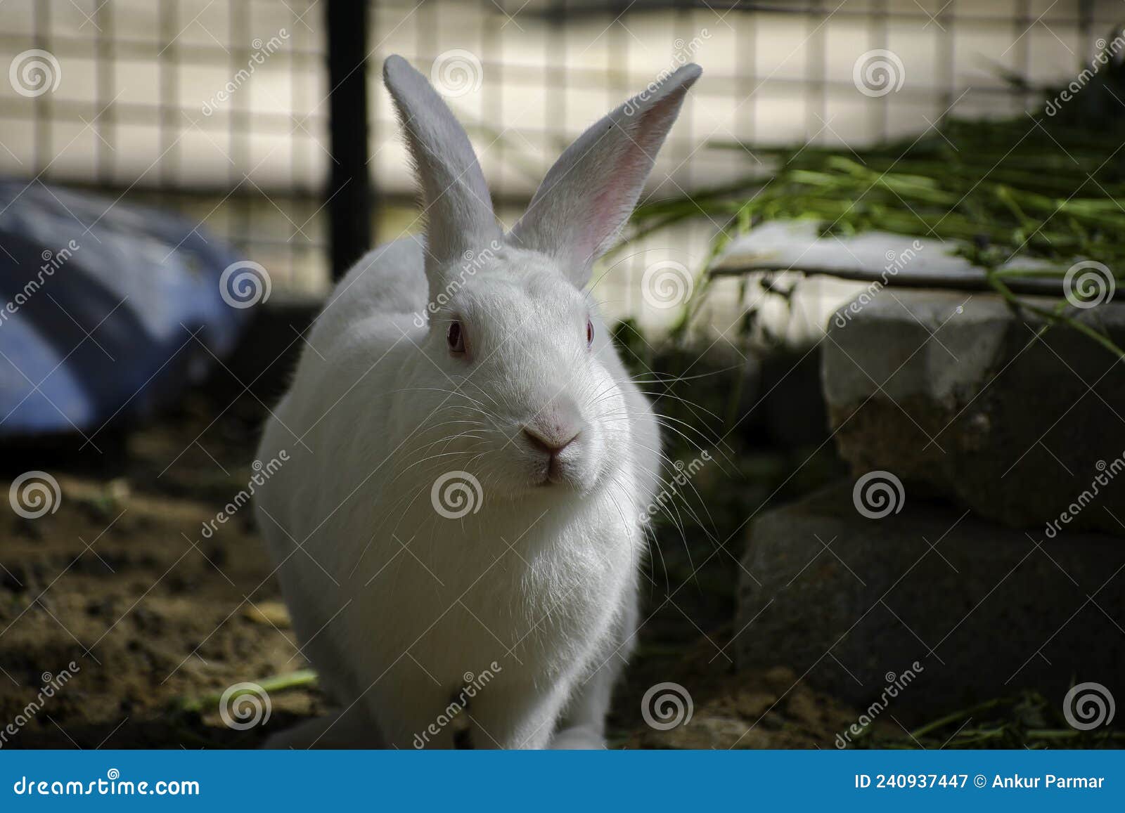 FRONT VIEW of WHITE RABBIT in CAGE . Stock Image - Image of rodent ...