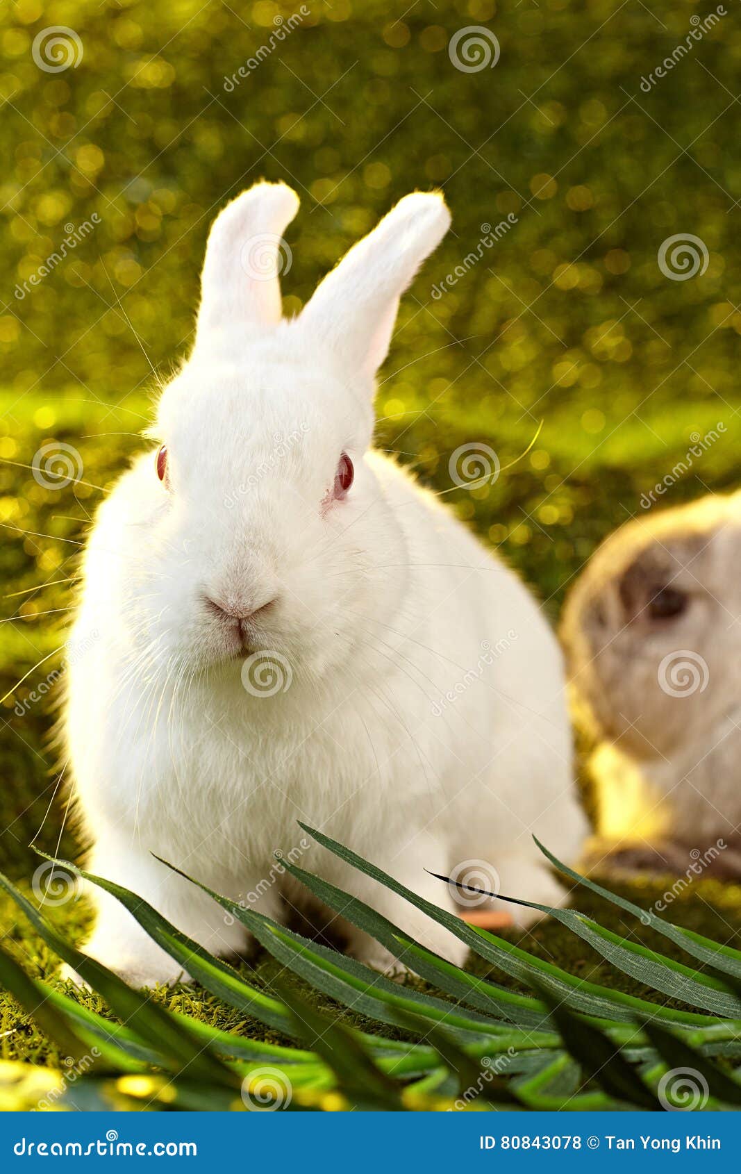 White Rabbit stock photo. Image of netherlands, greyish - 80843078