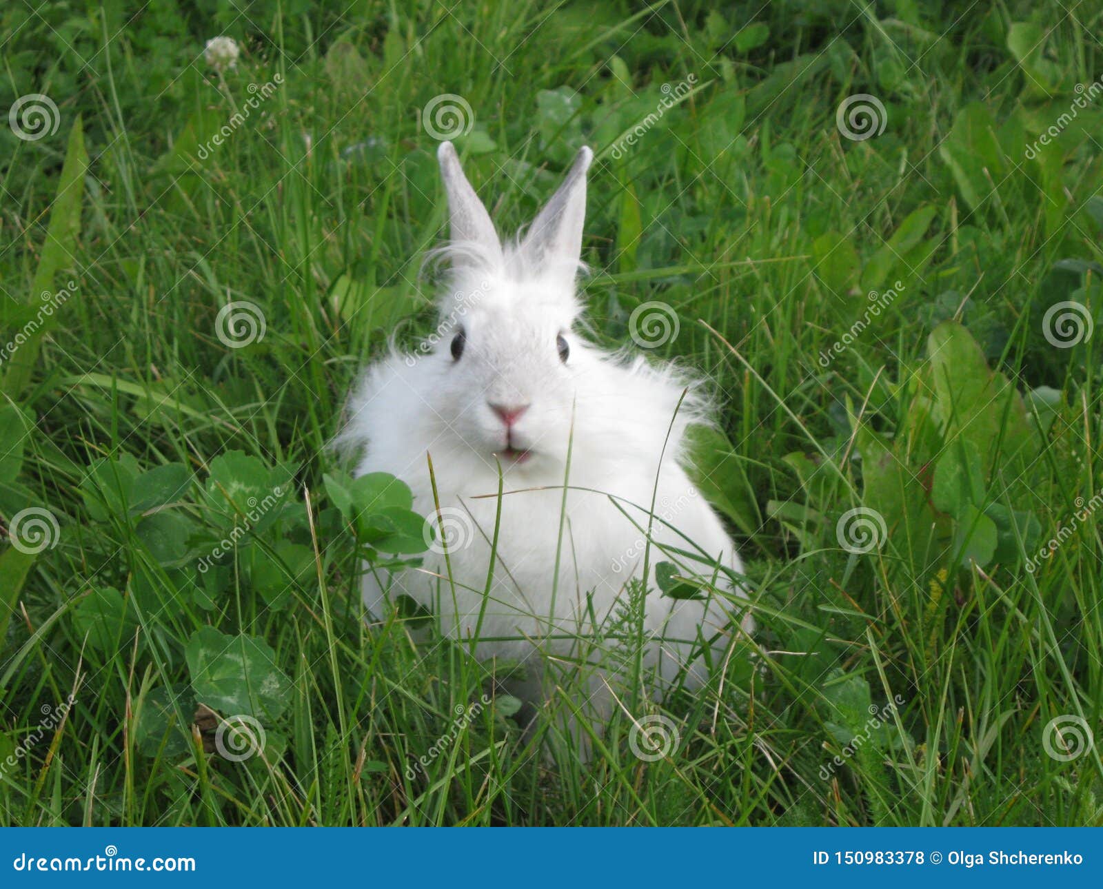 White Rabbit Sitting in the Grass Stock Photo - Image of nature ...