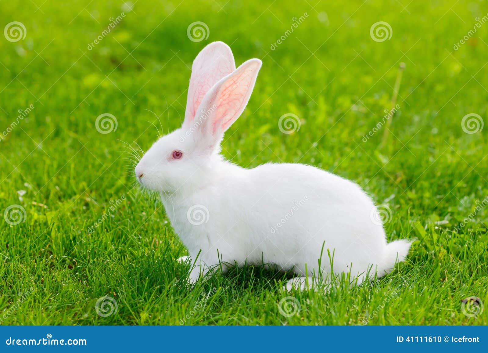 White rabbit stock photo. Image of rabbit, sitting, field - 41111610