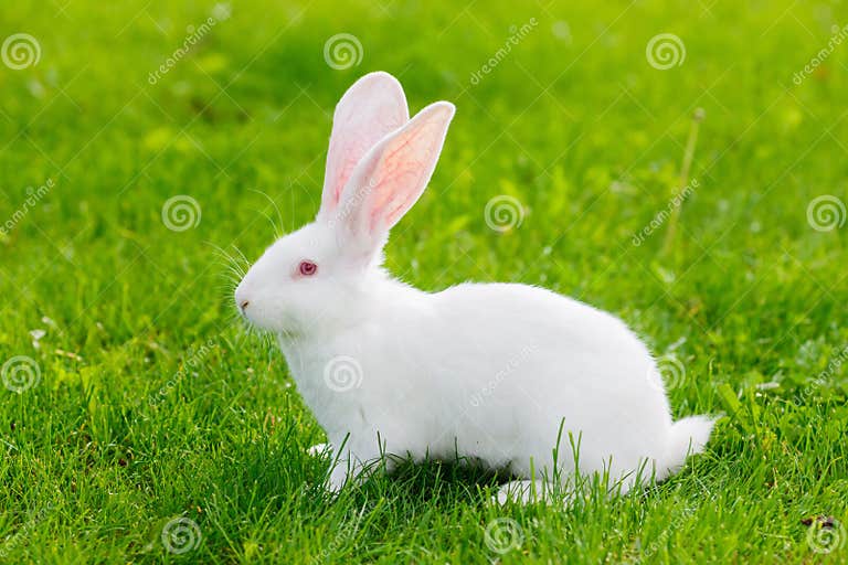 White rabbit stock photo. Image of rabbit, sitting, field - 41111610