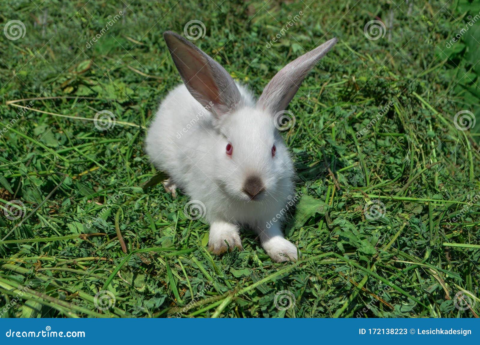 White Rabbit Sitting on Green Grass. White Rabbit Bunny Stock Image ...