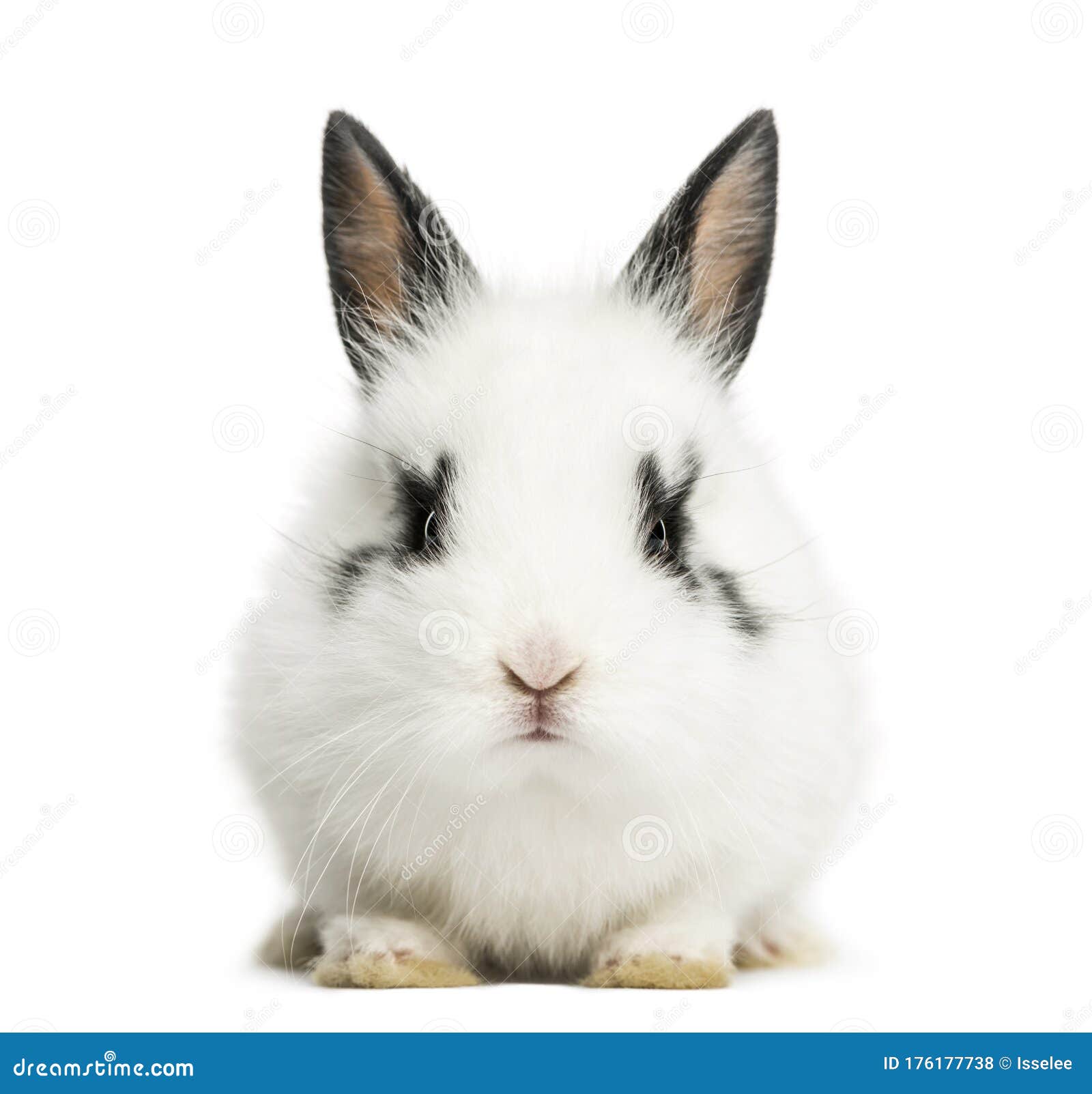 White Rabbit Sitting, Isolated Stock Photo - Image of studio ...