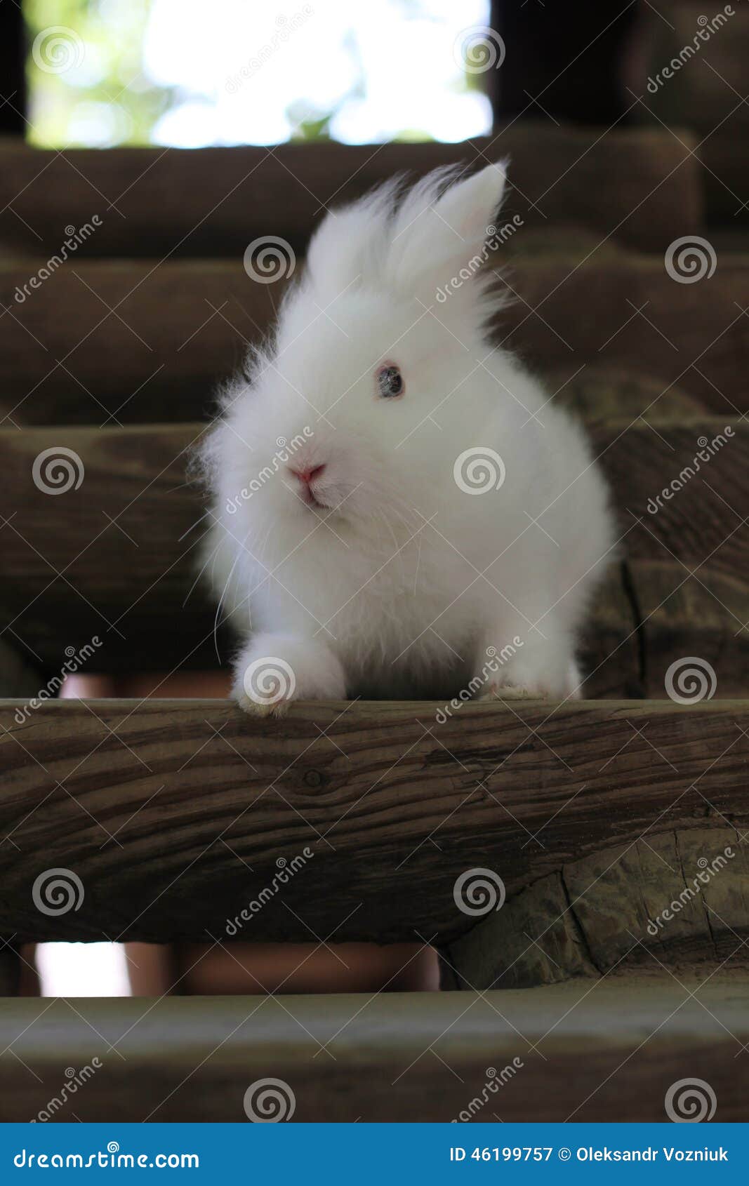 White rabbit stock image. Image of stairs, beautiful - 46199757