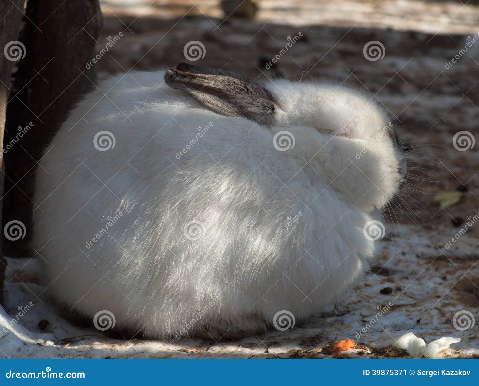 White Rabbit Sleeping on the Ground Stock Image - Image of dwarfish ...