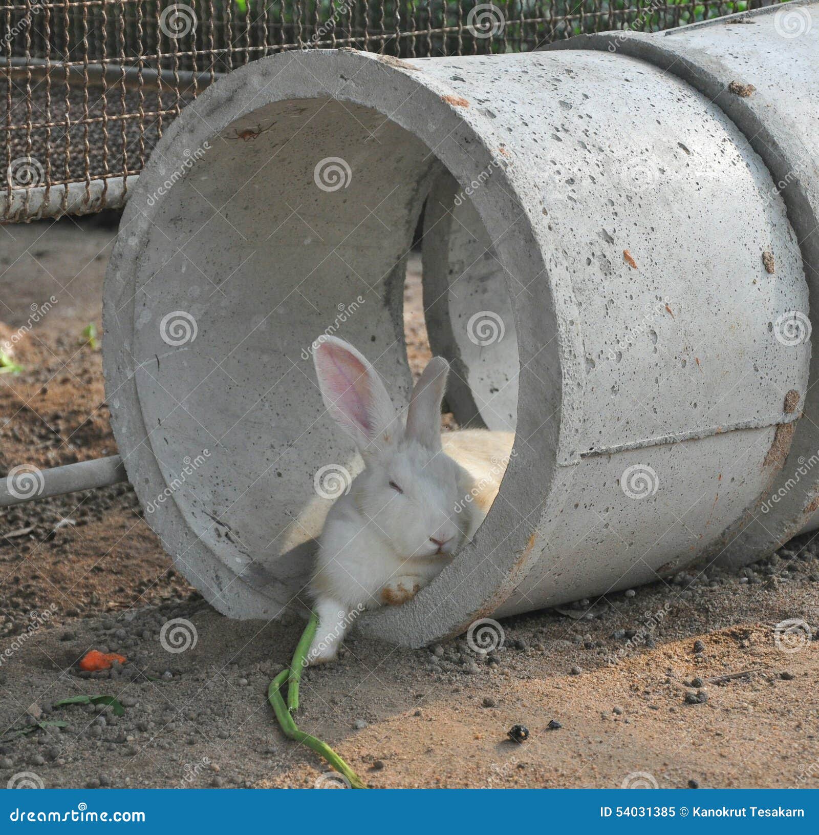 White Rabbit Sleeping in the Hole during Summer Day Stock Image - Image ...
