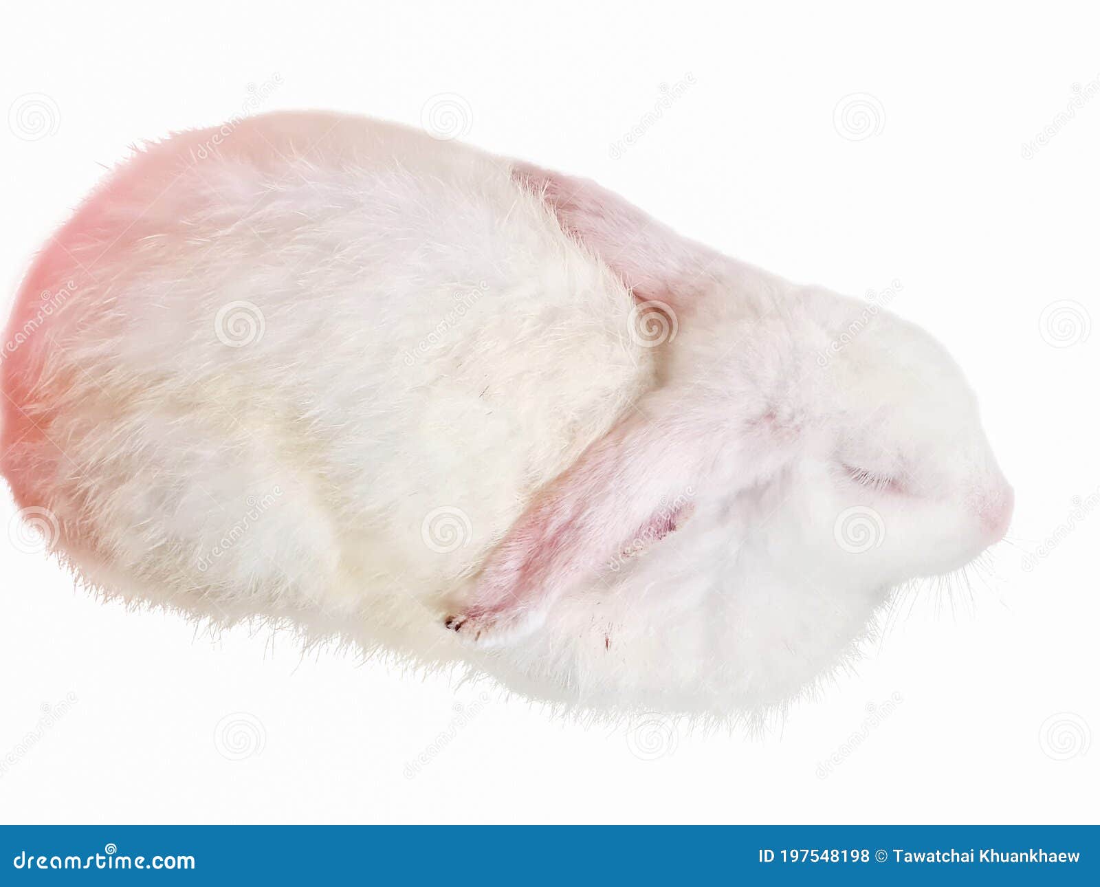 The White Rabbit is Sleeping and the Isolated Background Stock Photo ...