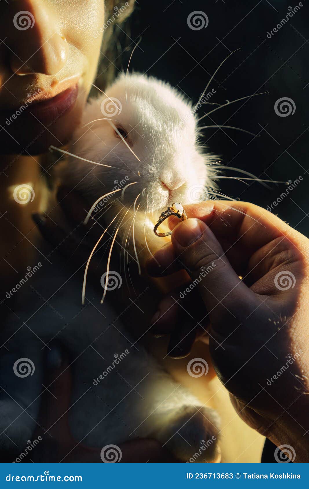 White Rabbit Sniffing a Wedding Ring Stock Image - Image of hare ...