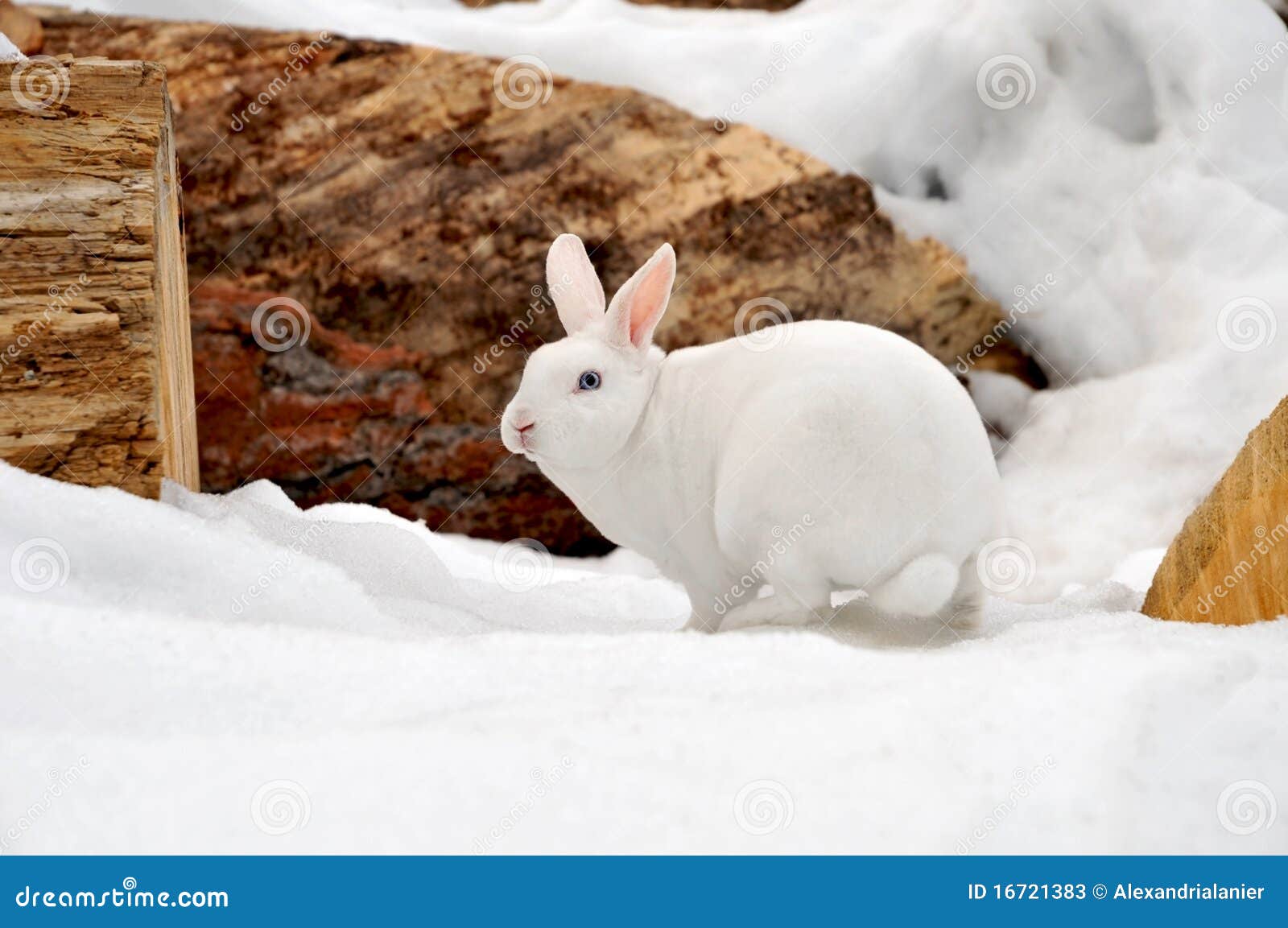 White Rabbit in the Snow stock image. Image of woodland - 16721383