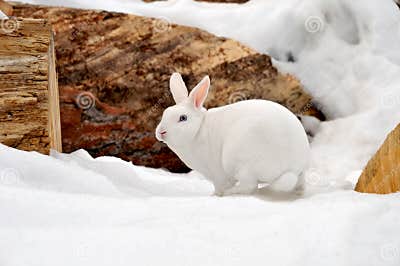 White Rabbit in the Snow stock image. Image of woodland - 16721383