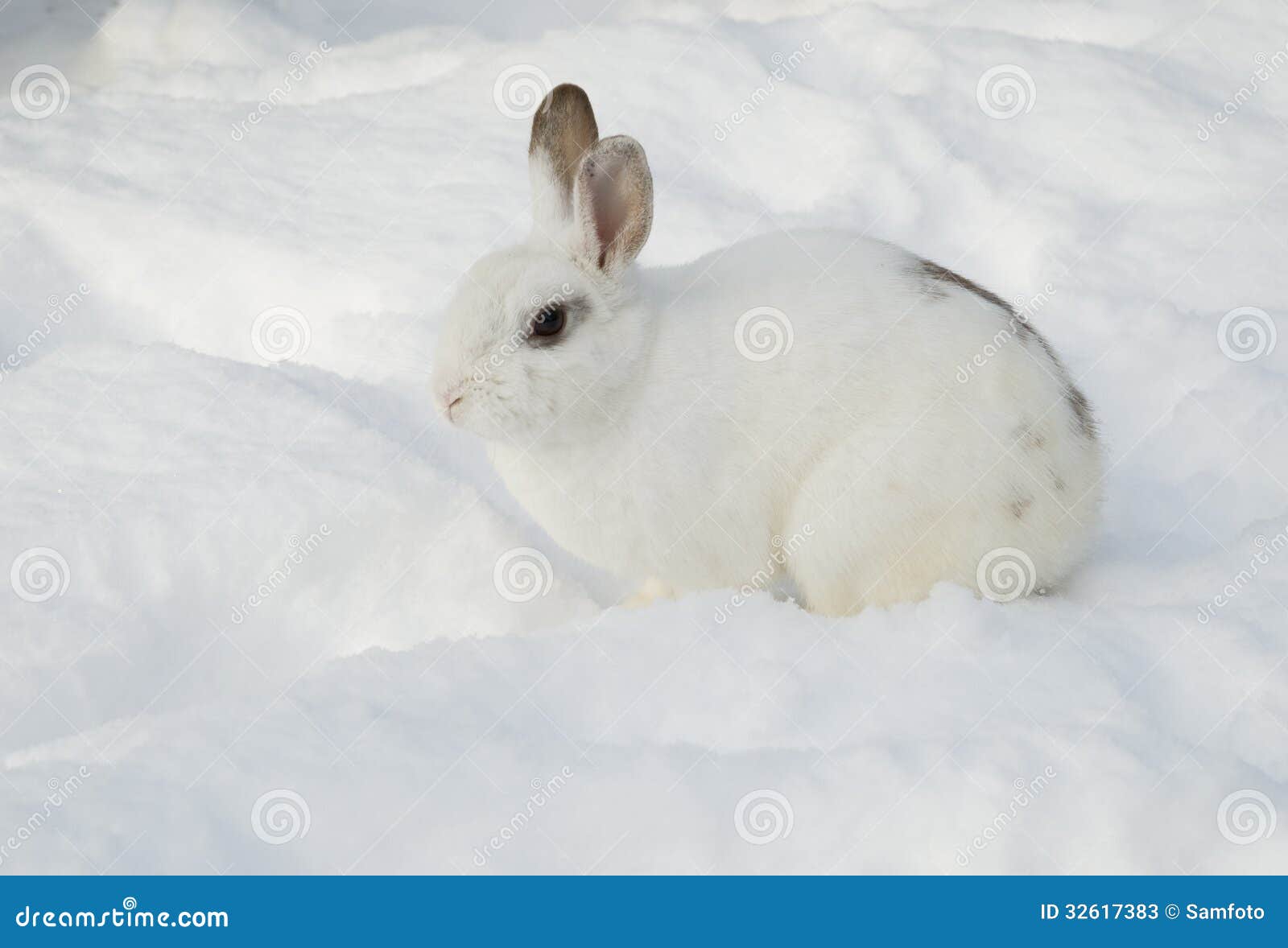 White Rabbit In Snow