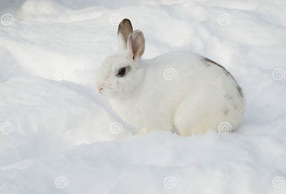 White rabbit in snow stock image. Image of winter, christmas - 32617383