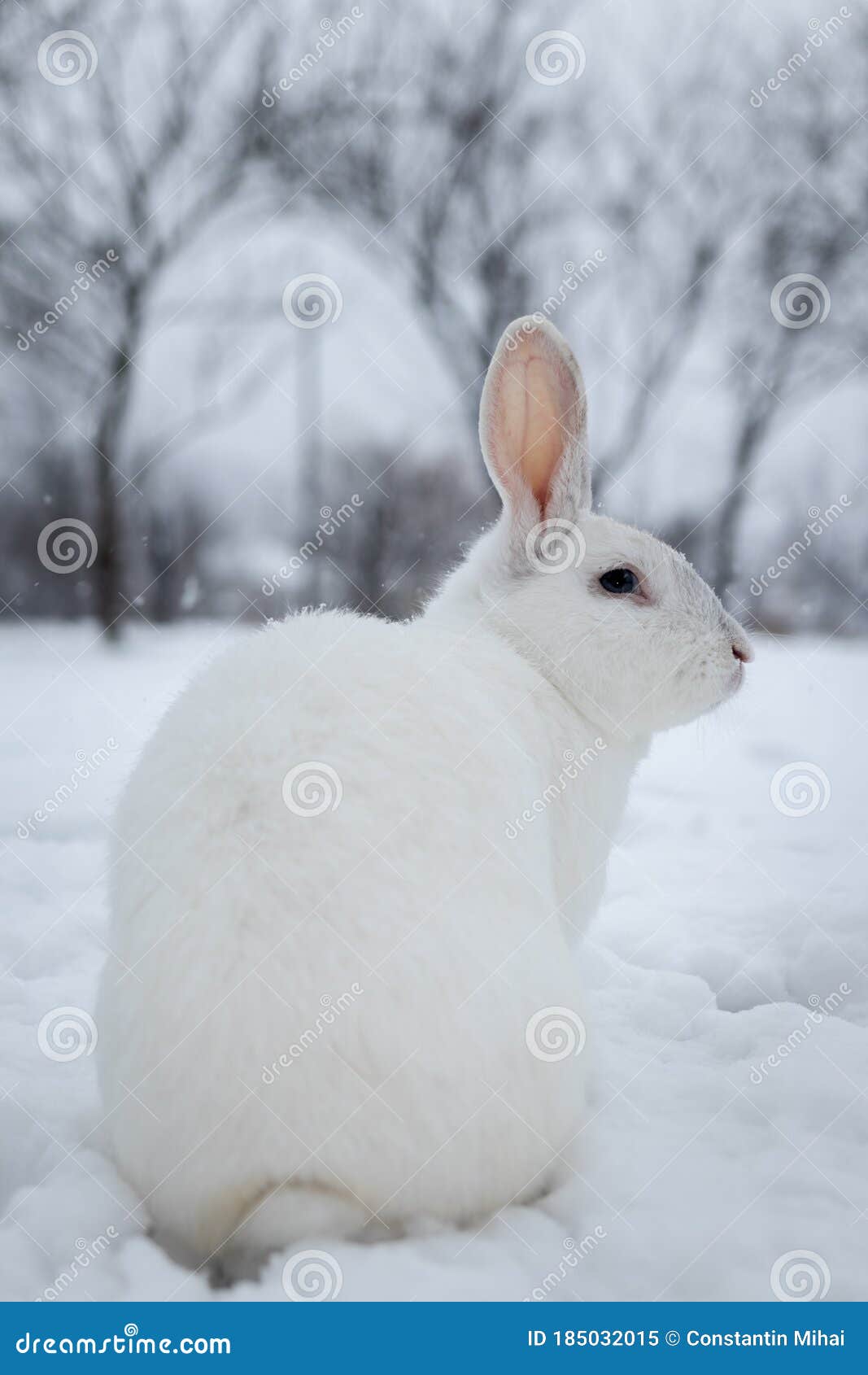White rabbit in the snow stock image. Image of habitat - 185032015