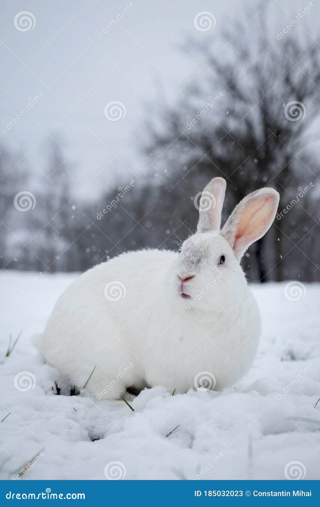 White rabbit in the snow stock image. Image of climate - 185032023